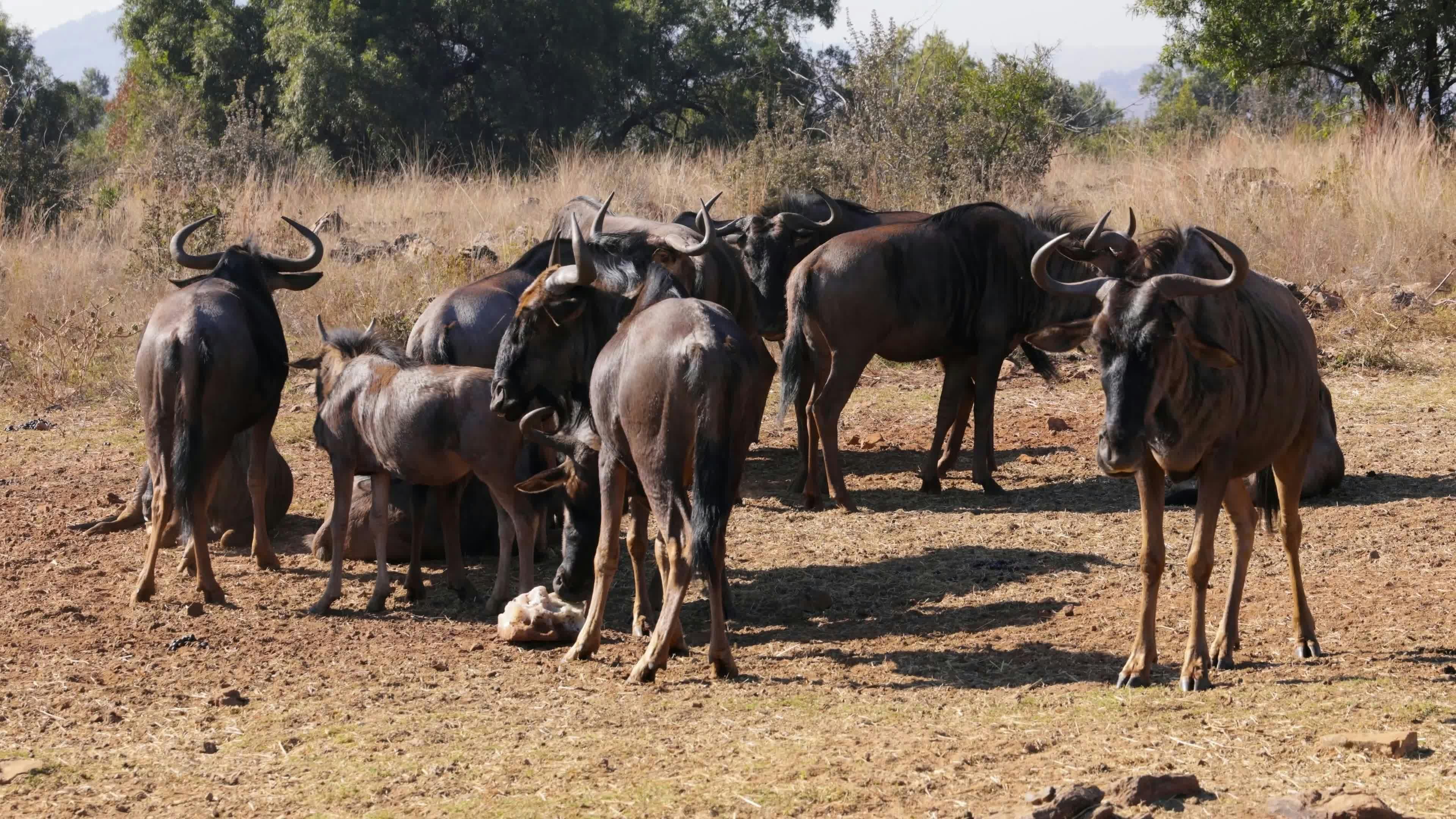 Grazing Blue Wildebeest in African Savanna Free Stock Video Footage ...