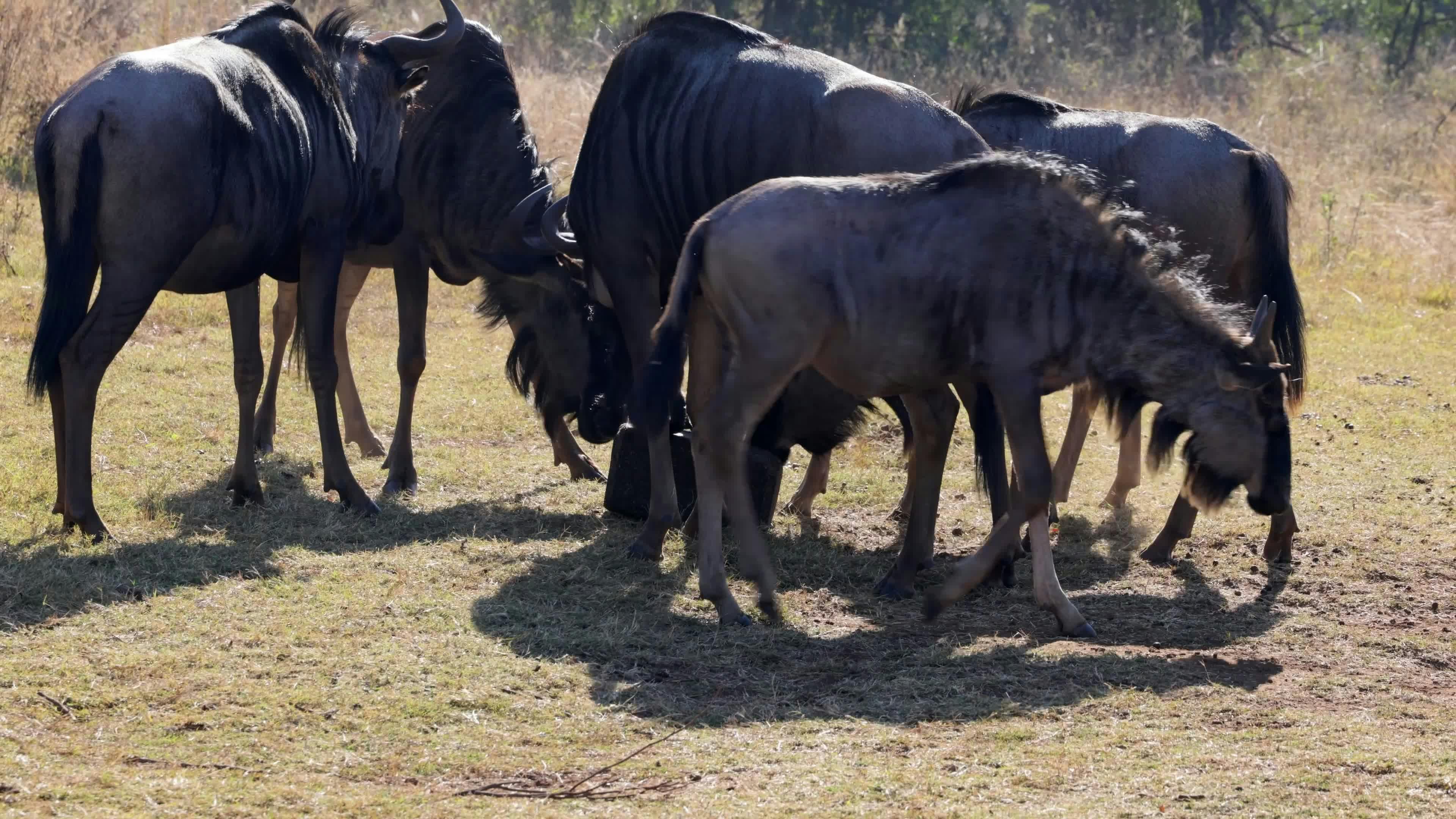 Migration Africa Videos, Download The BEST Free 4k Stock Video Footage ...