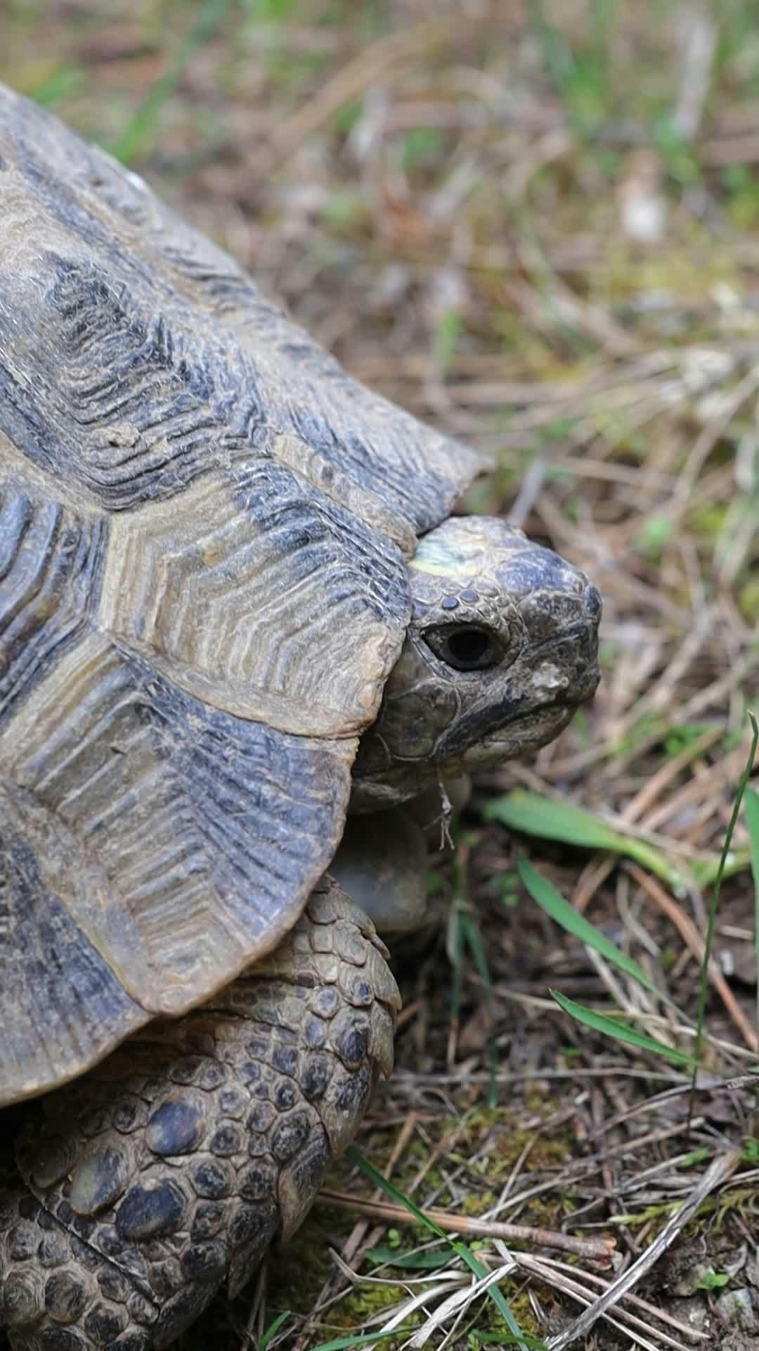 Curiosity Animal Videos, Download The BEST Free 4k Stock Video Footage & Curiosity Animal HD ...