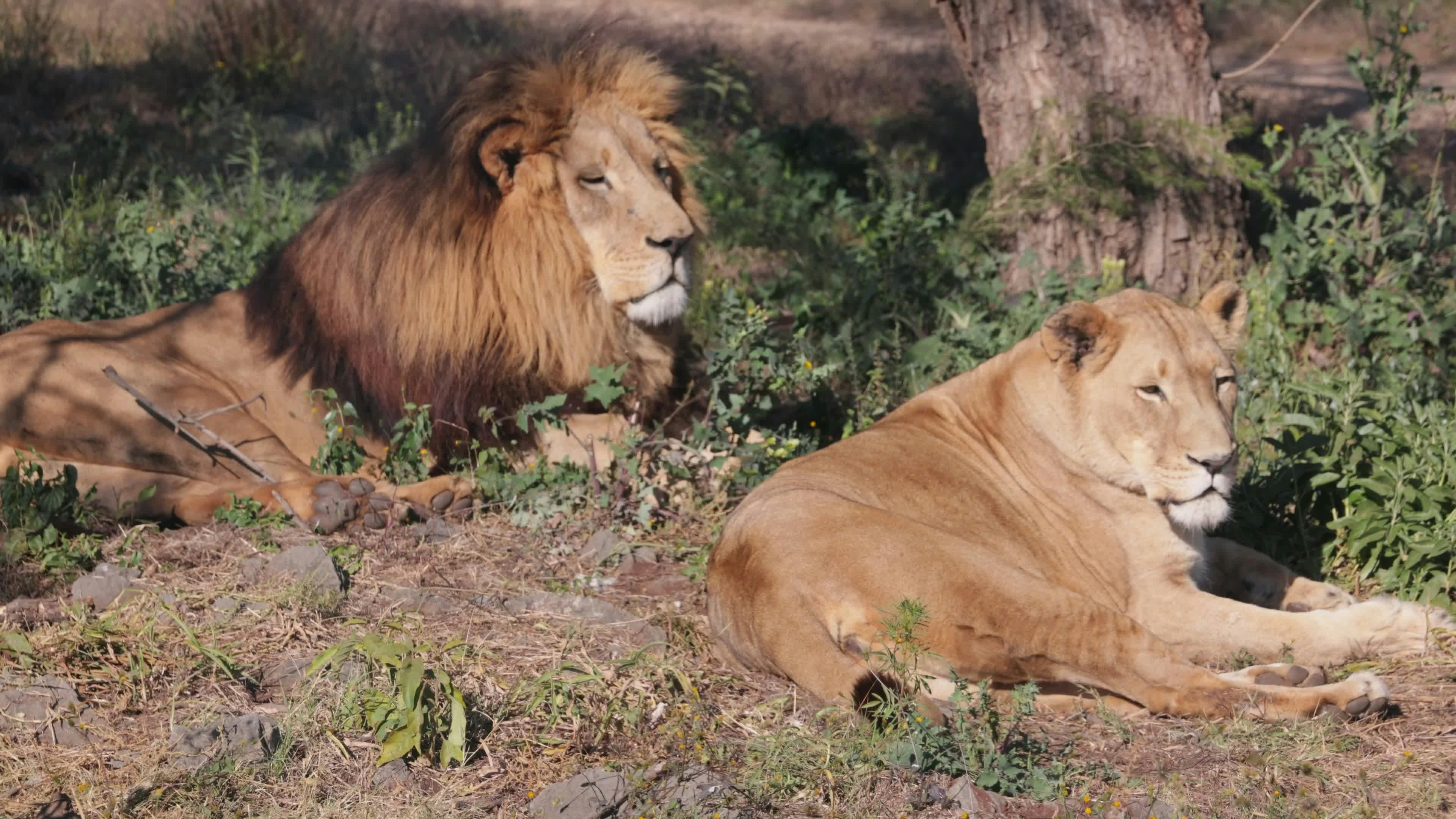 Majestic Lion Strolling in African Savanna Free Stock Video Footage ...