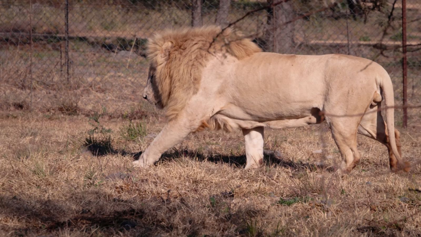 Lion Walking Videos, Download The BEST Free 4k Stock Video Footage ...