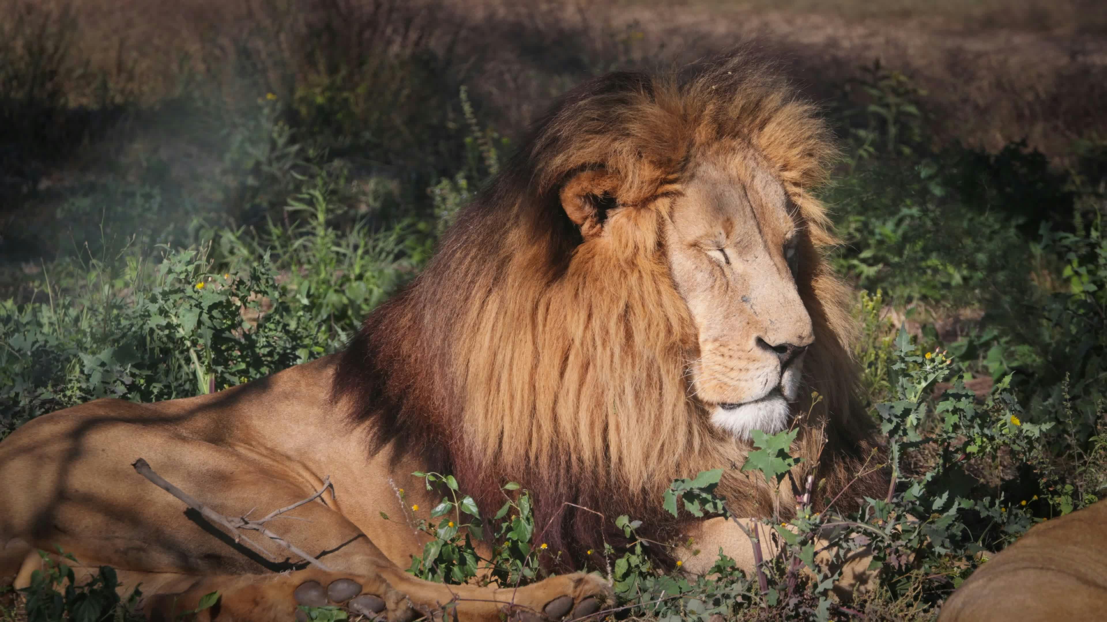 Majestic Lion Strolling in African Savanna Free Stock Video Footage ...