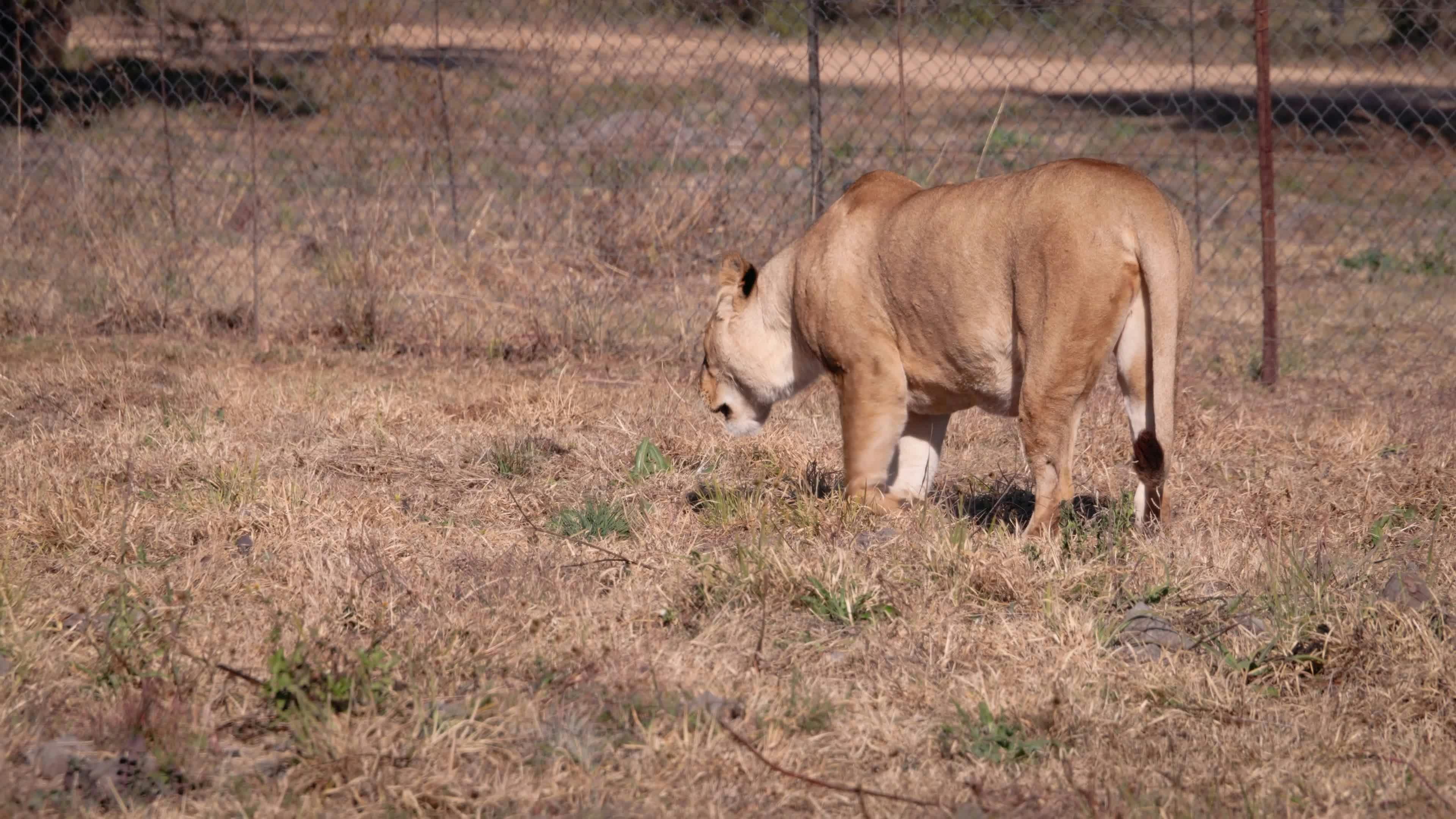 Big+Gyat+Twerking Videos, Download The BEST Free 4k Stock Video Footage ...