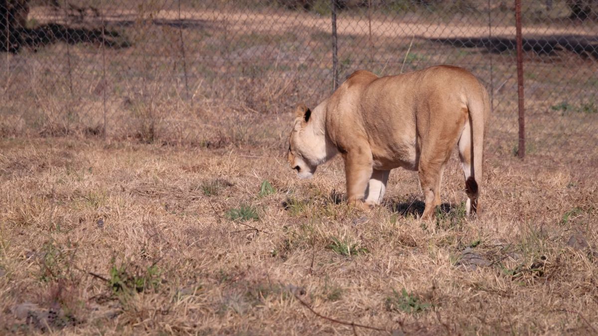 Lion Hunting In The Wild Videos, Download The BEST Free 4k Stock Video ...