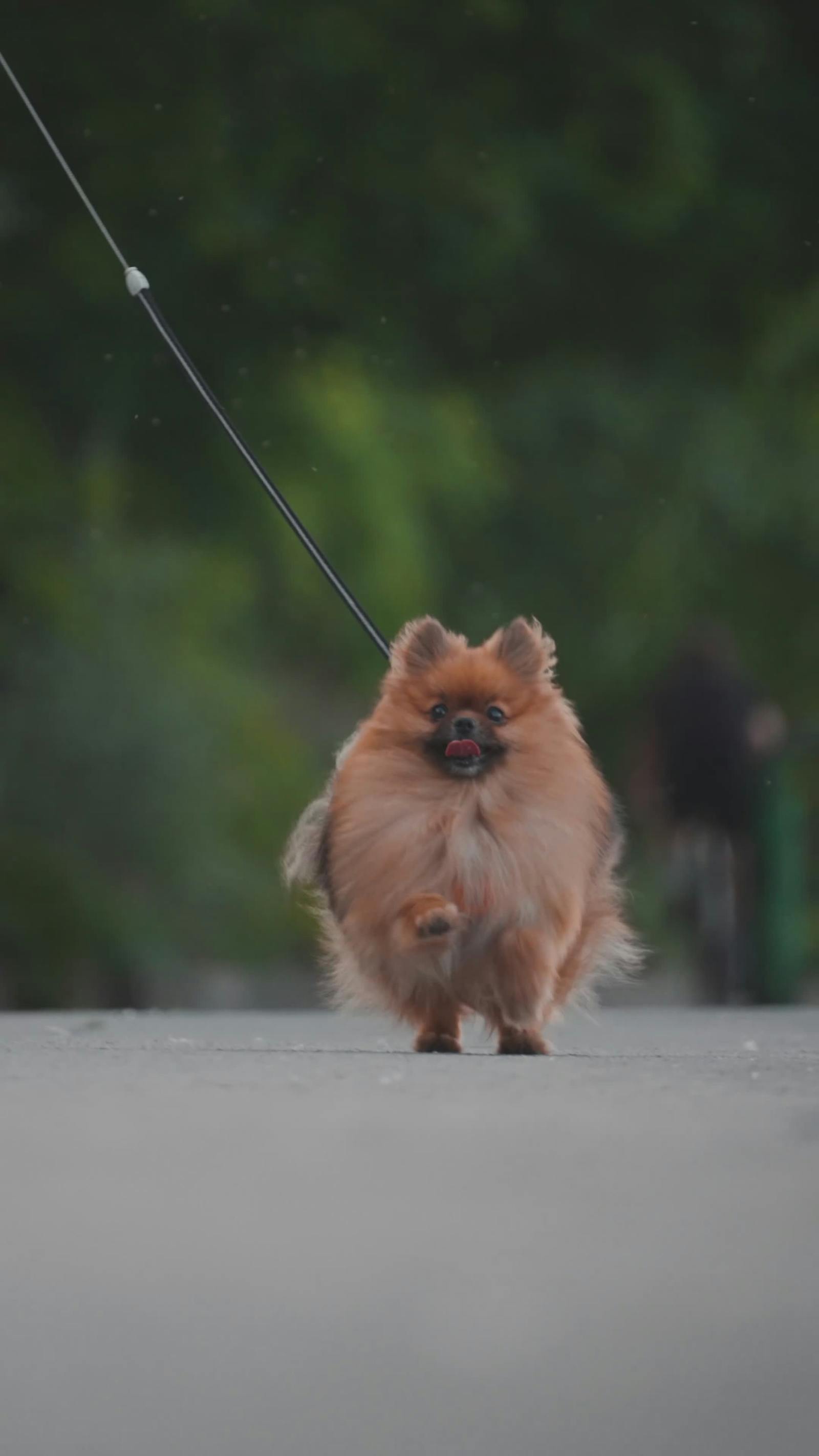 Mating Dog Videos, Download The BEST Free 4k Stock Video Footage ...