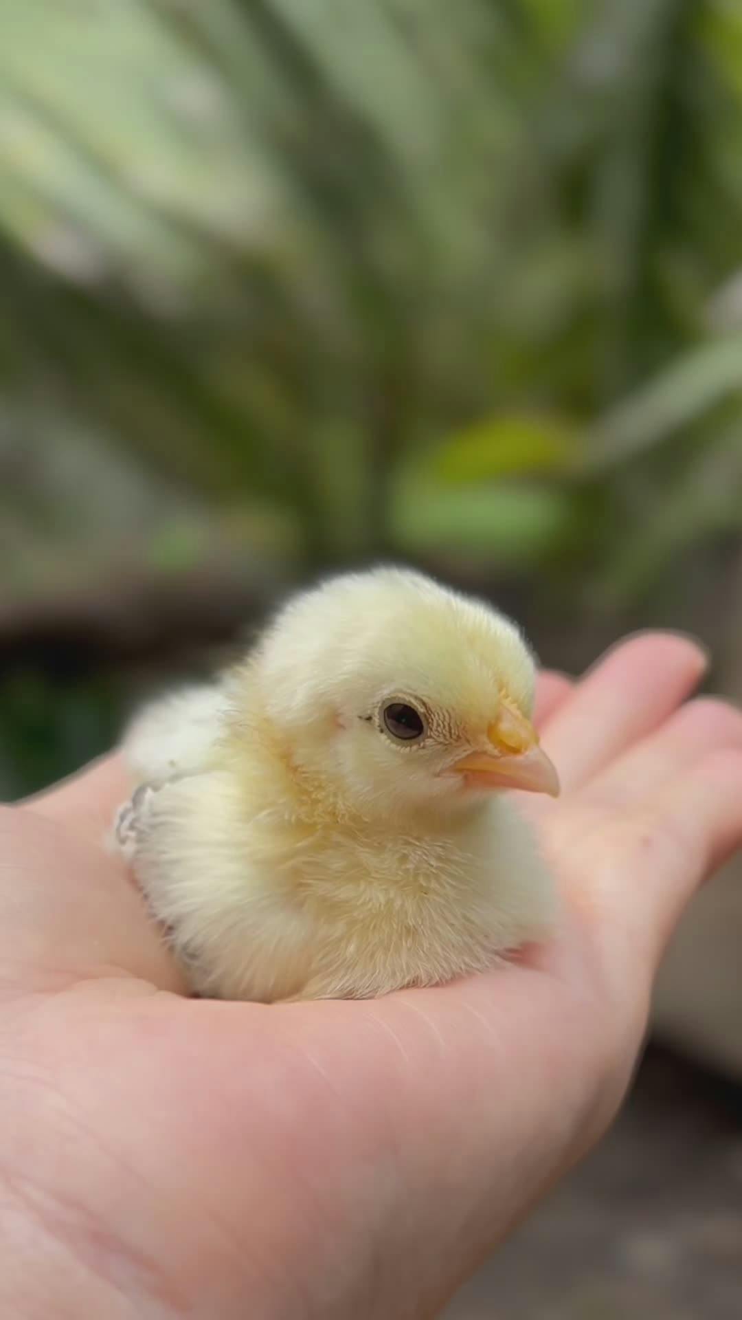 Adorable Baby Chick in Hand Outdoors Free Stock Video Footage, Royalty ...