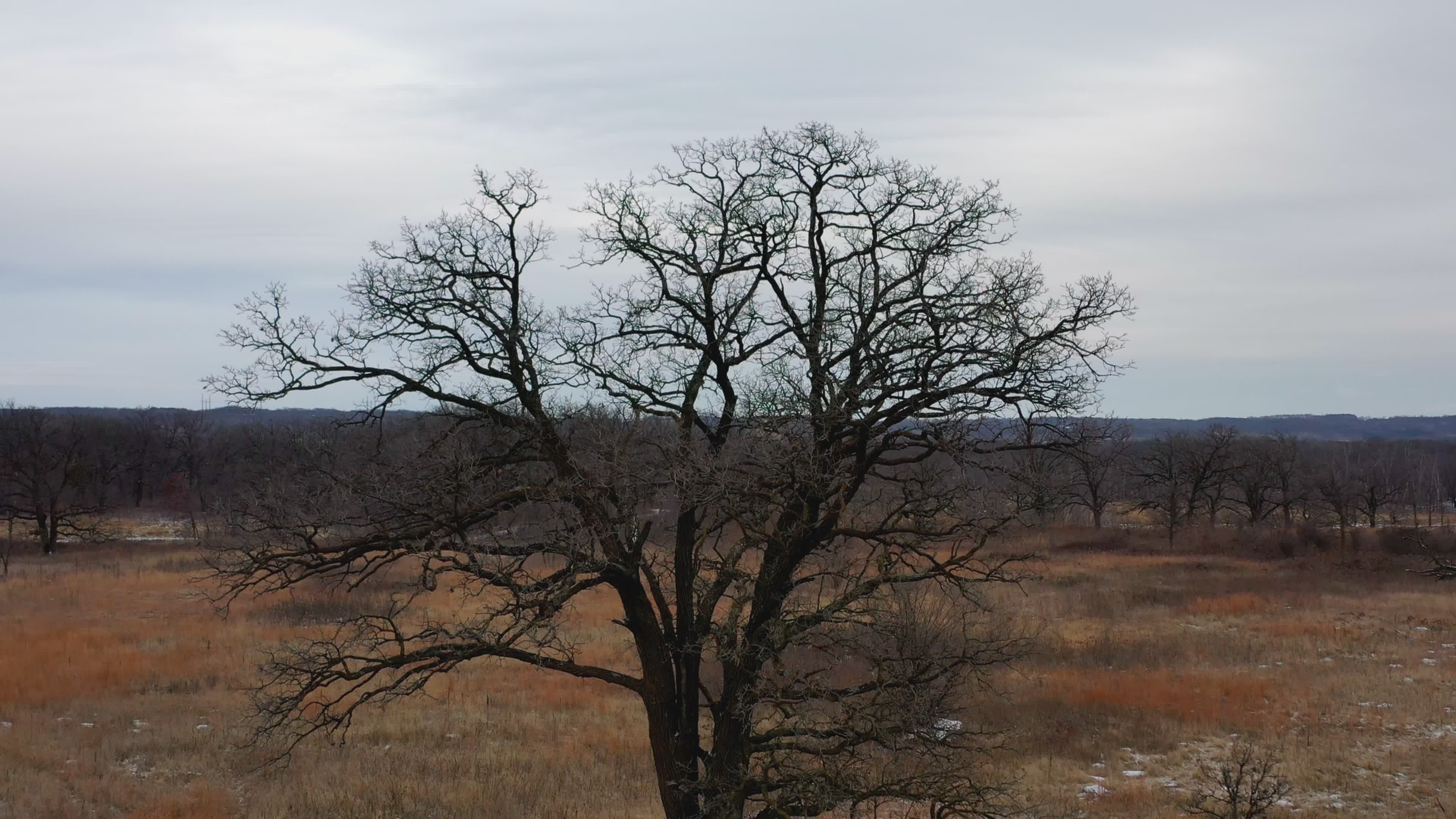Lone Tree in Barren Winter Landscape Free Stock Video Footage, Royalty ...