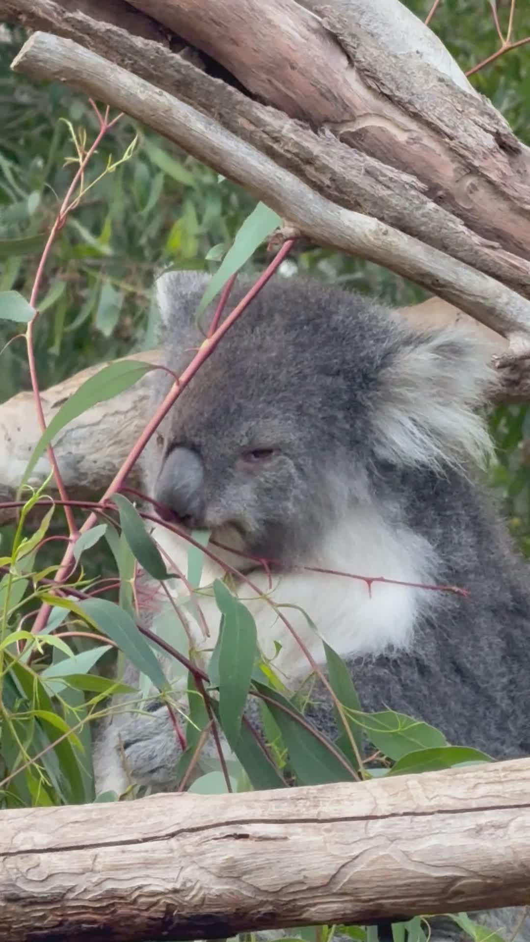 Captivating Close-up of a Koala Eating Eucalyptus Free Stock Video ...