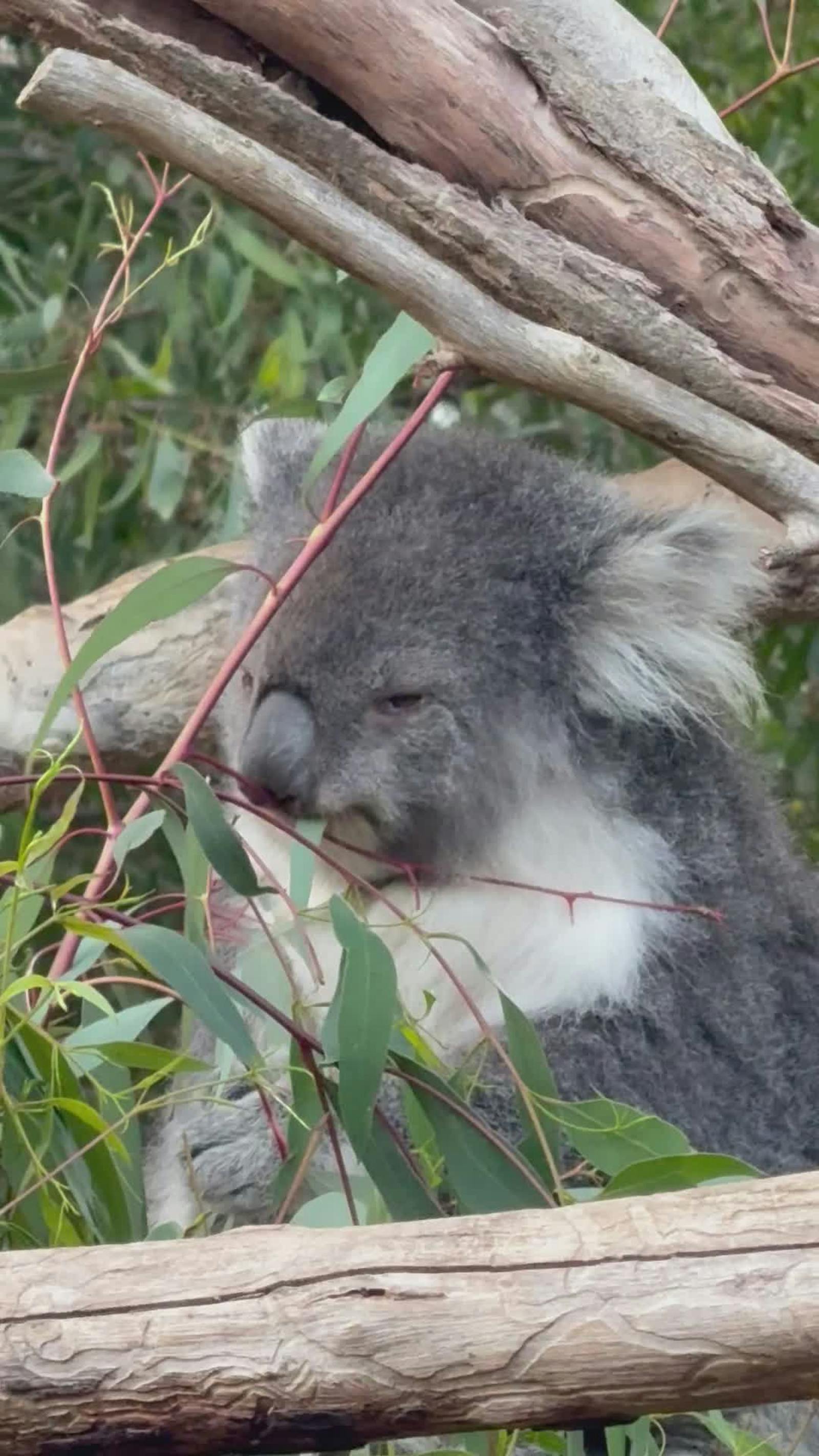 Zoo Animals Videos, Download The BEST Free 4k Stock Video Footage & Zoo ...