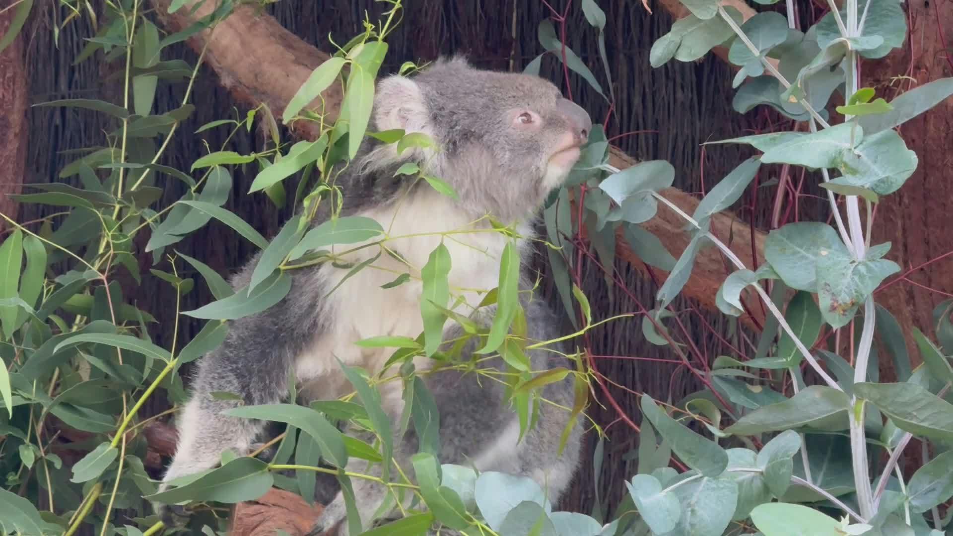 Zoo Animals Videos, Download The BEST Free 4k Stock Video Footage & Zoo ...