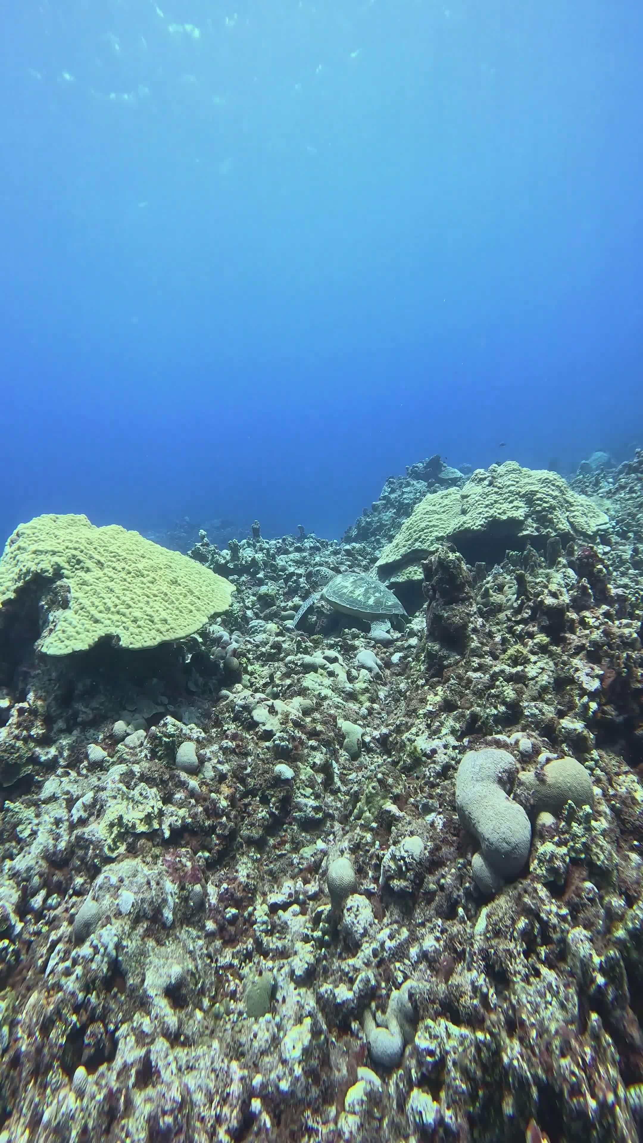 Serene Underwater Coral Reef Exploration Free Stock Video Footage ...
