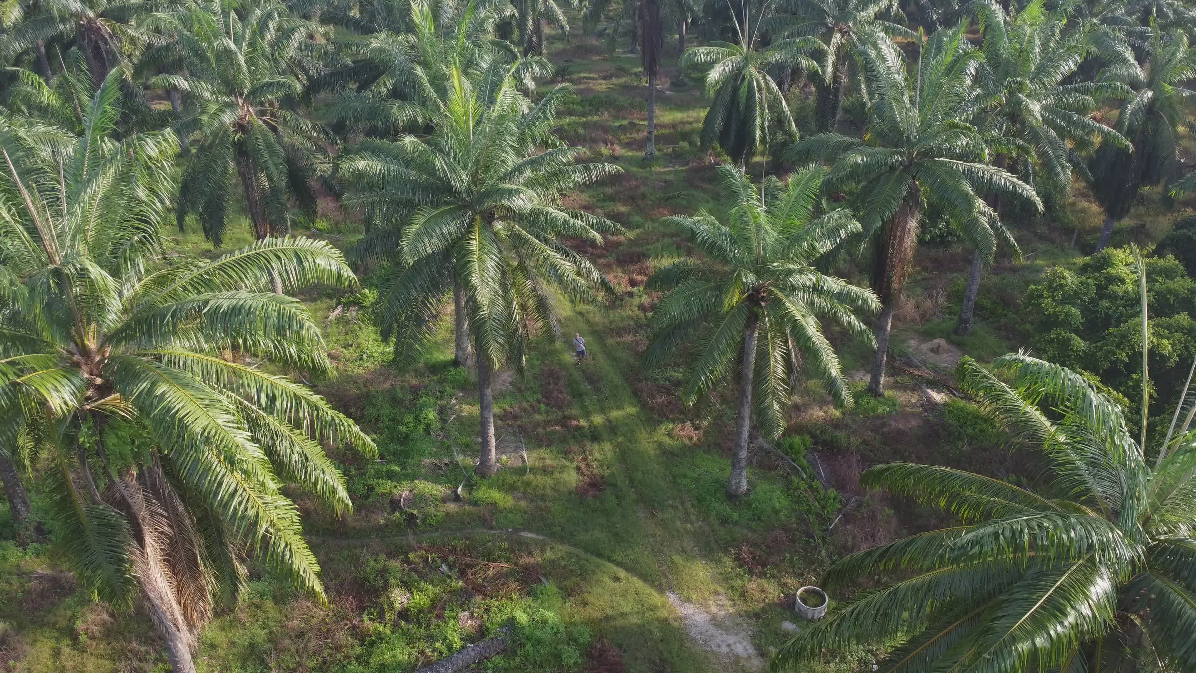Aerial View of Tropical Palm Plantation Free Stock Video Footage ...