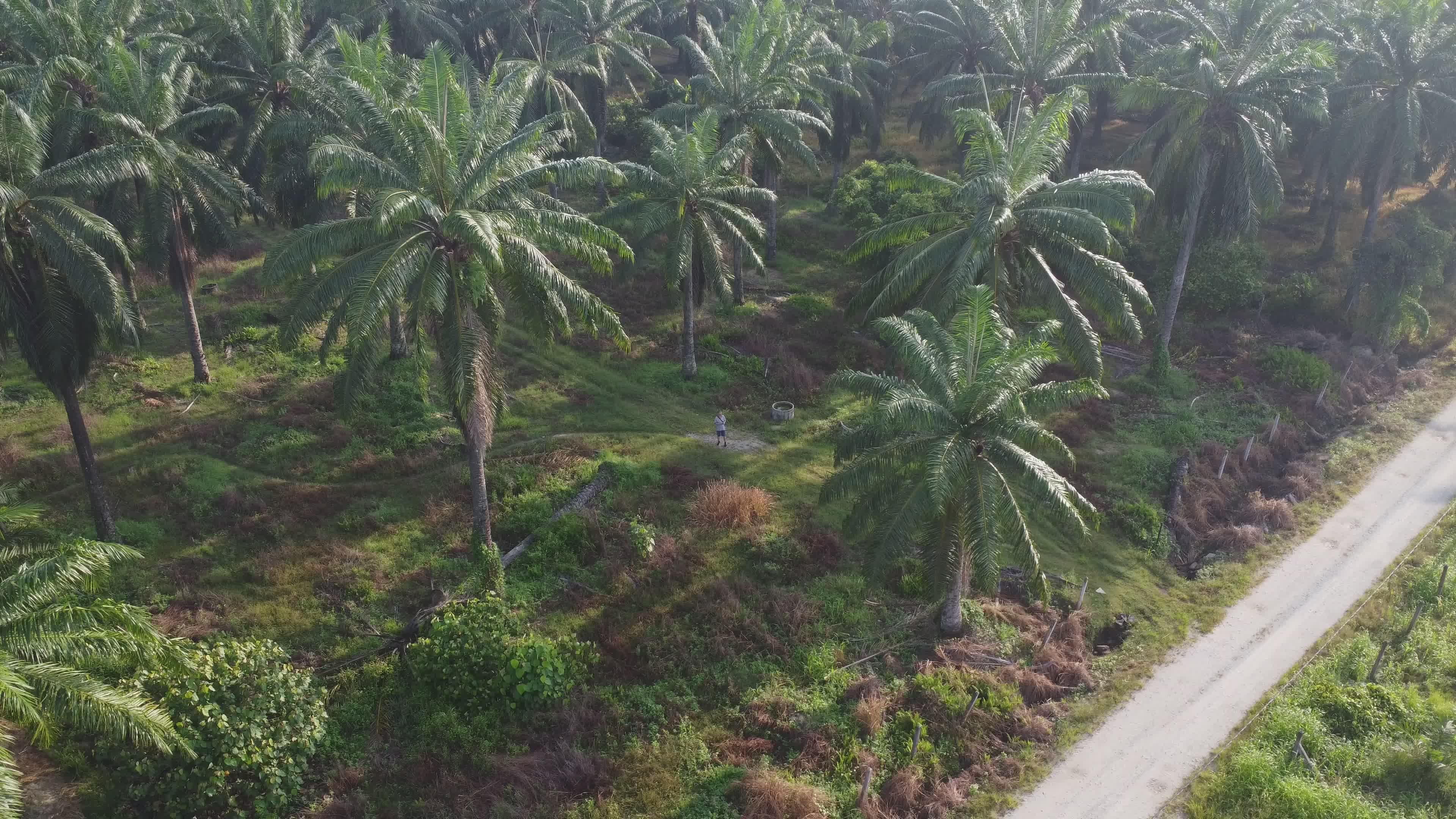 Aerial Palm Tree Plantation in Tranquil Countryside Free Stock Video ...