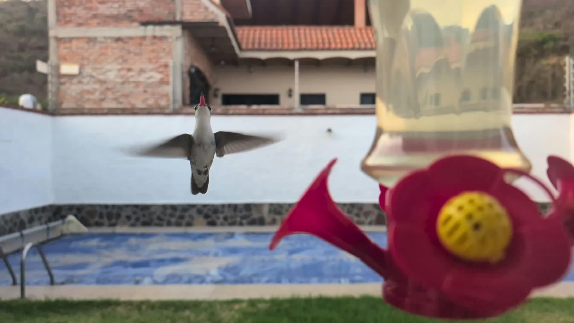 Slow Motion Footage Of A Hummingbird"s Wings Flapping While Feeding ...