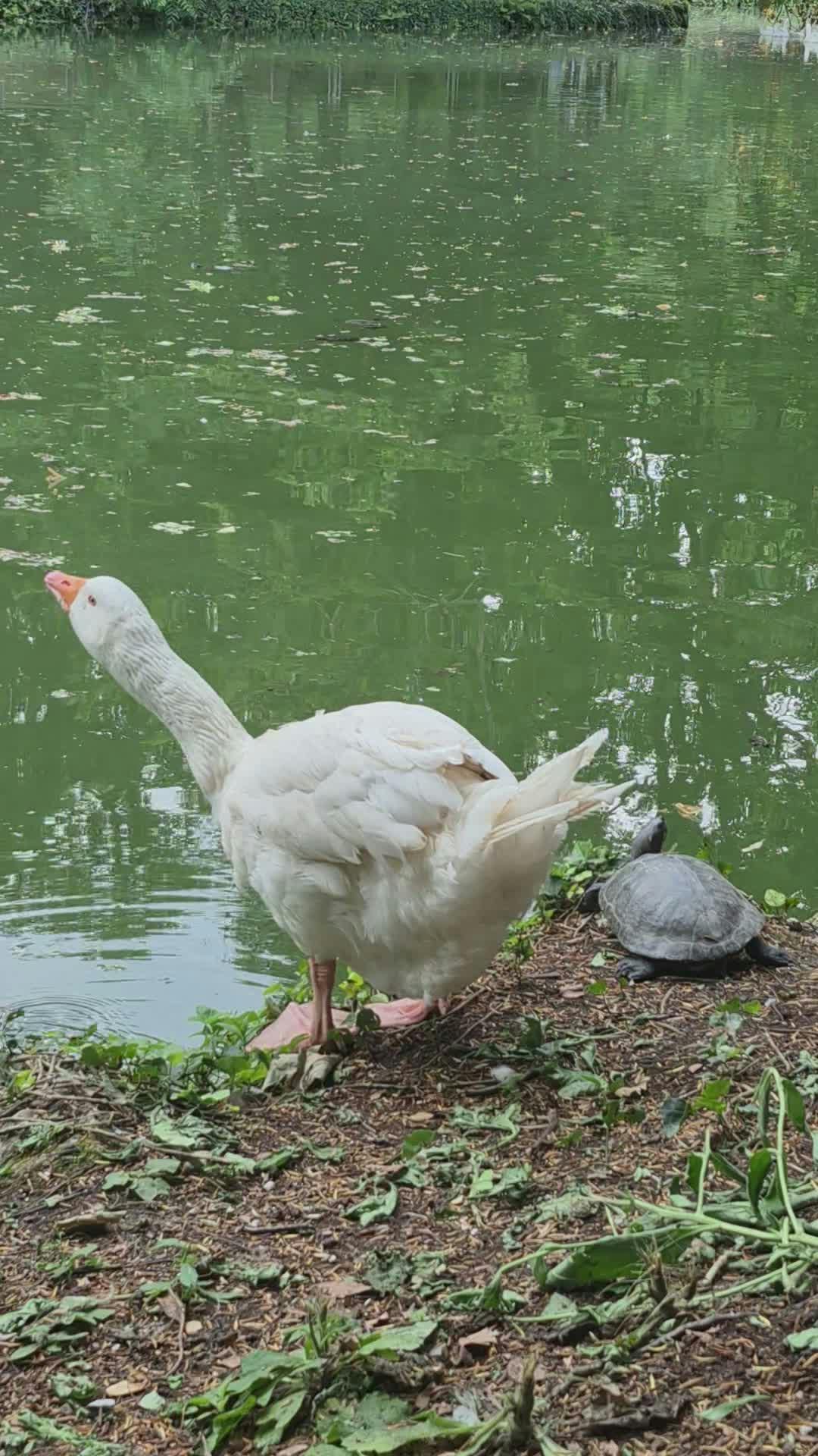 Cane Turtle Videos, Download The BEST Free 4k Stock Video Footage ...