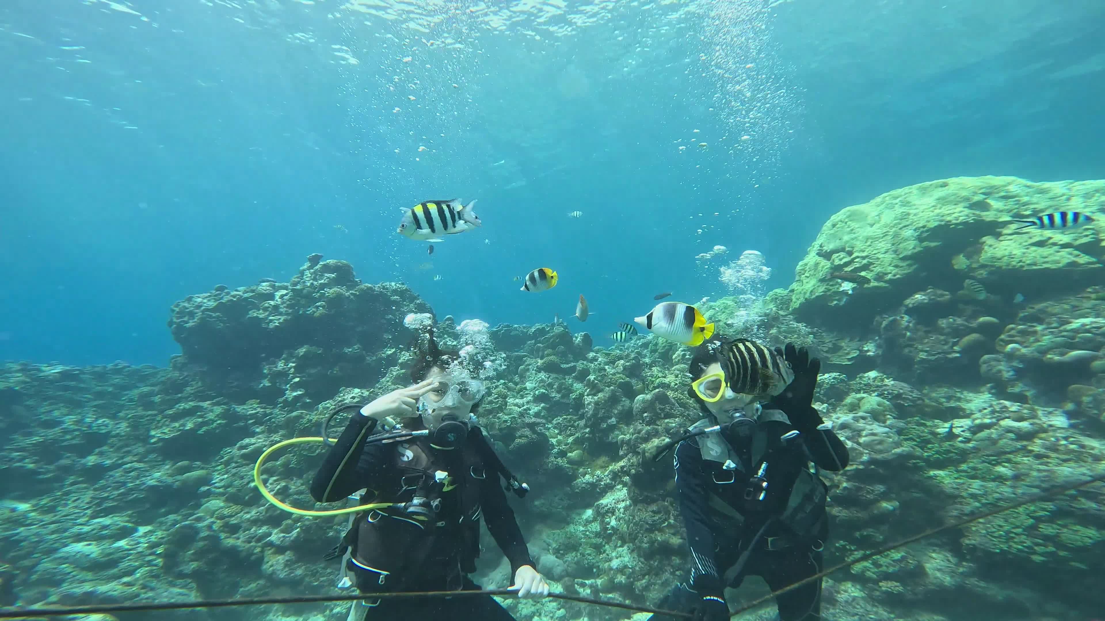 Underwater Scuba Diving Adventure with Vibrant Marine Life Free Stock ...