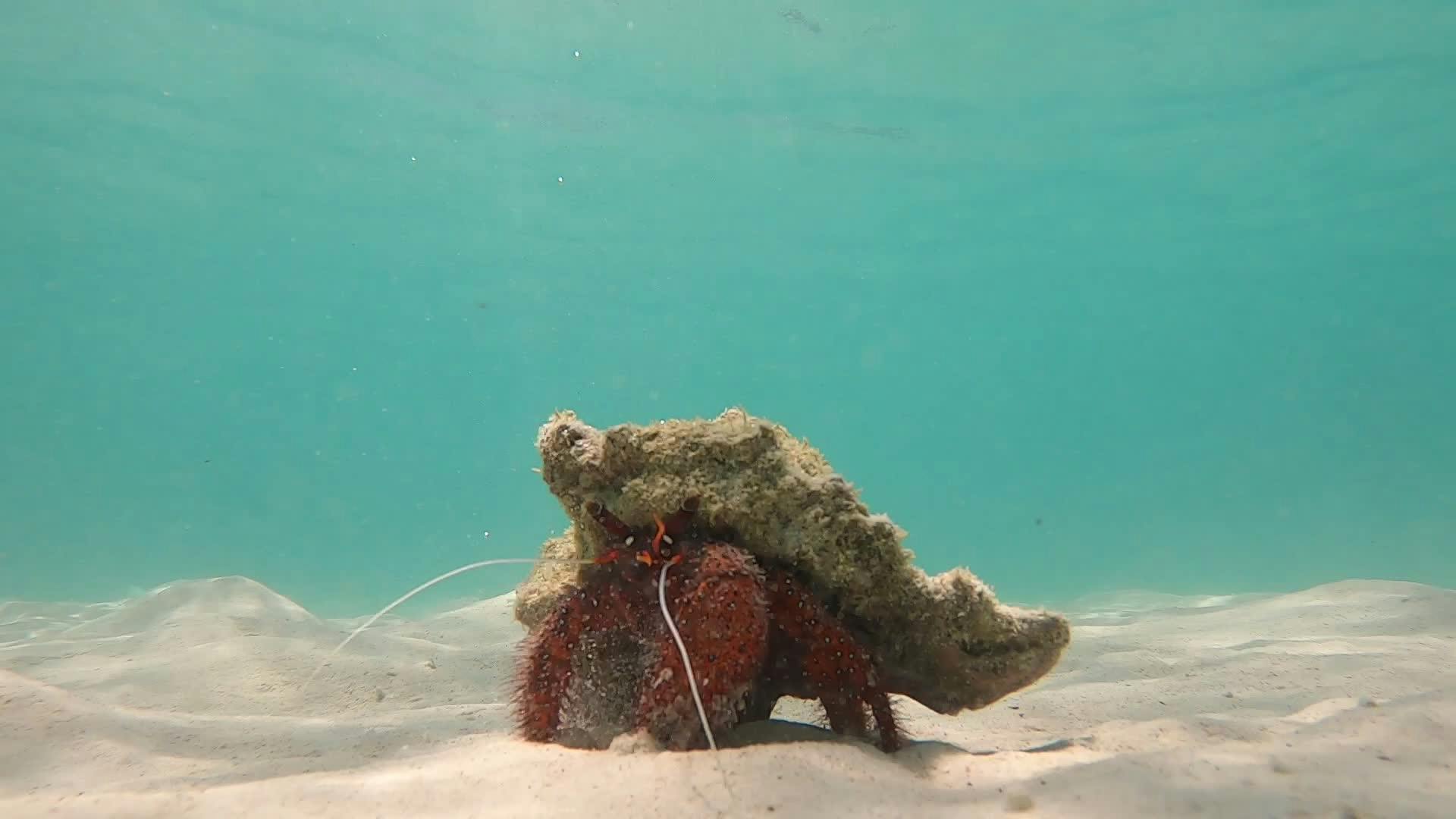 Crabbed Videos, Download The BEST Free 4k Stock Video Footage & Crabbed ...