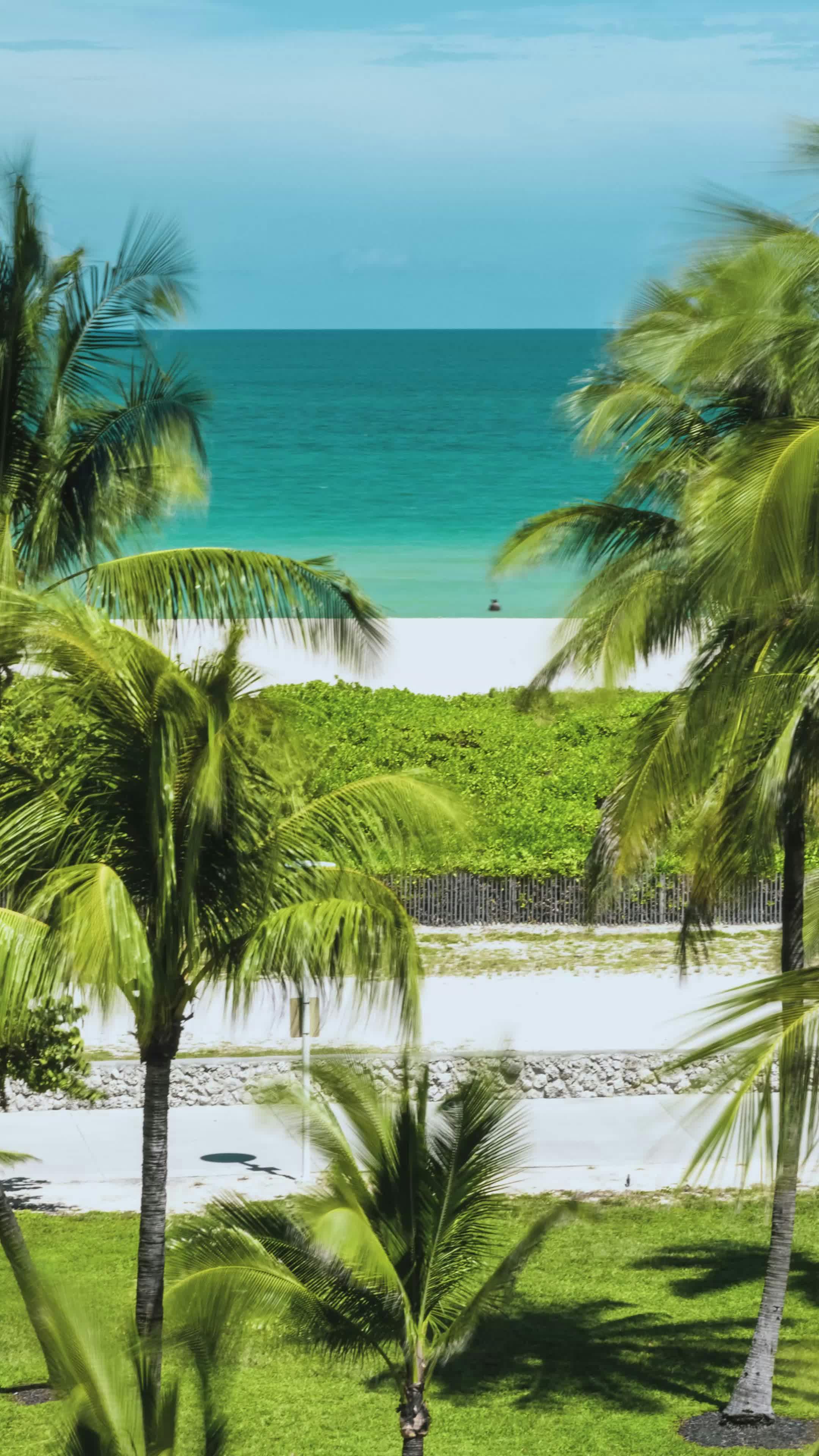 Palm Trees with Ocean View on a Sunny Beach Free Stock Video Footage ...