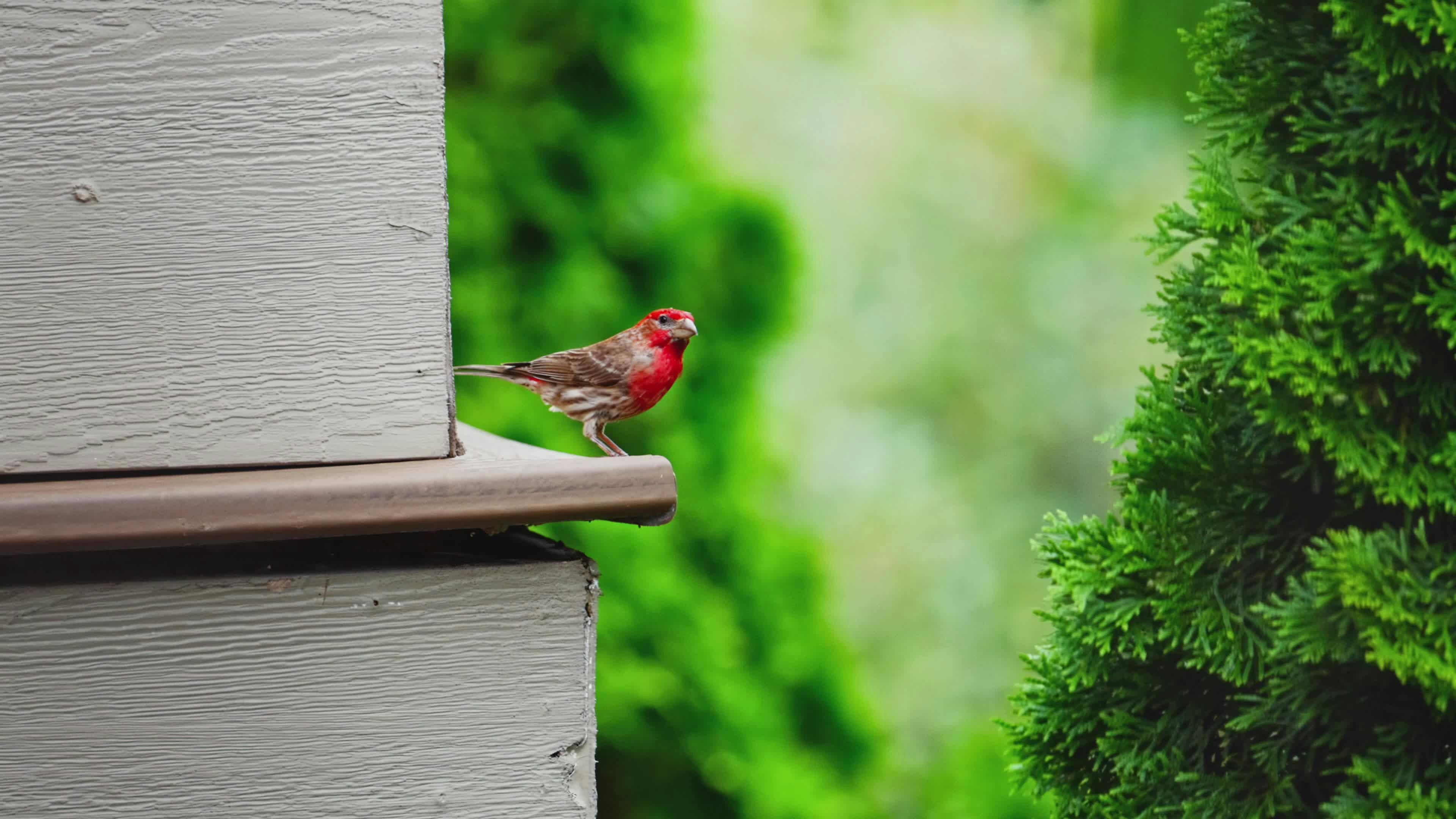Vibrant Red Finch on Wooden Deck in Summer Free Stock Video Footage ...
