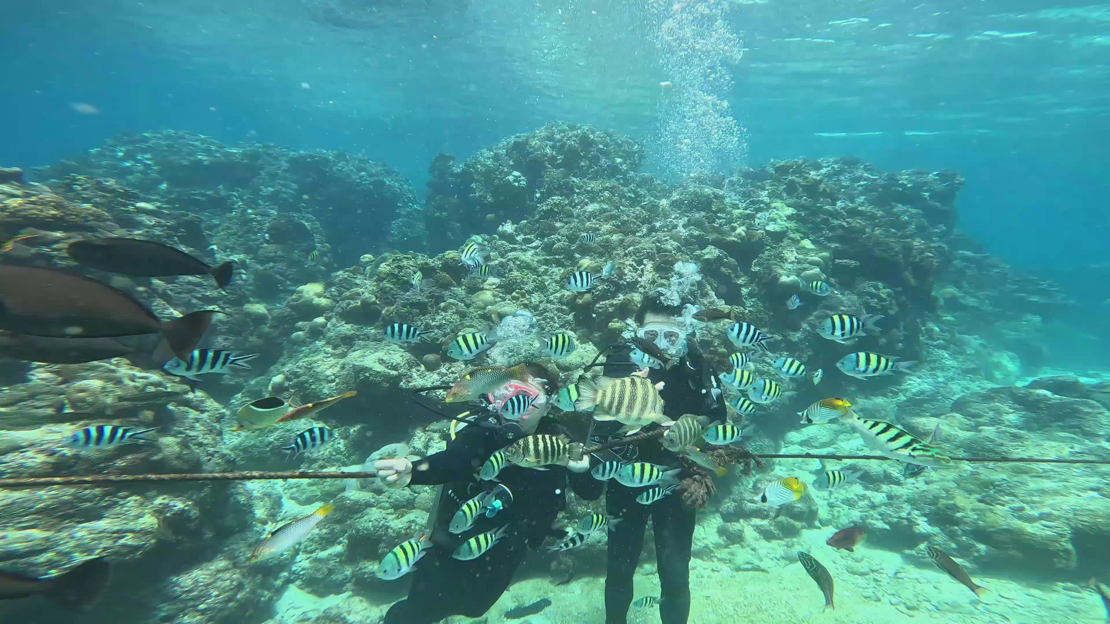 Finch Fish Videos, Download The BEST Free 4k Stock Video Footage ...