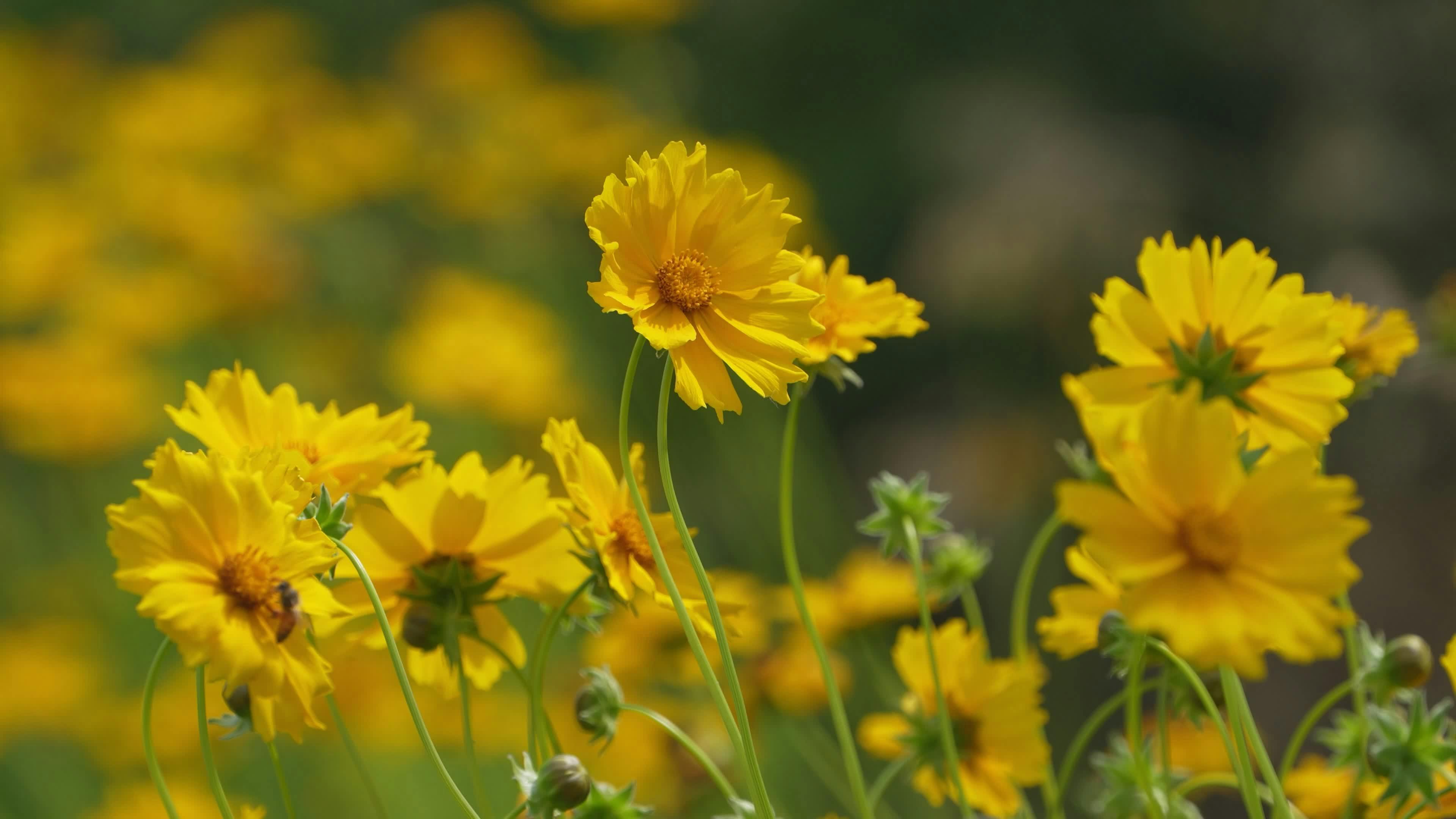 Vibrant Yellow Coreopsis Flowers in Bloom Free Stock Video Footage ...