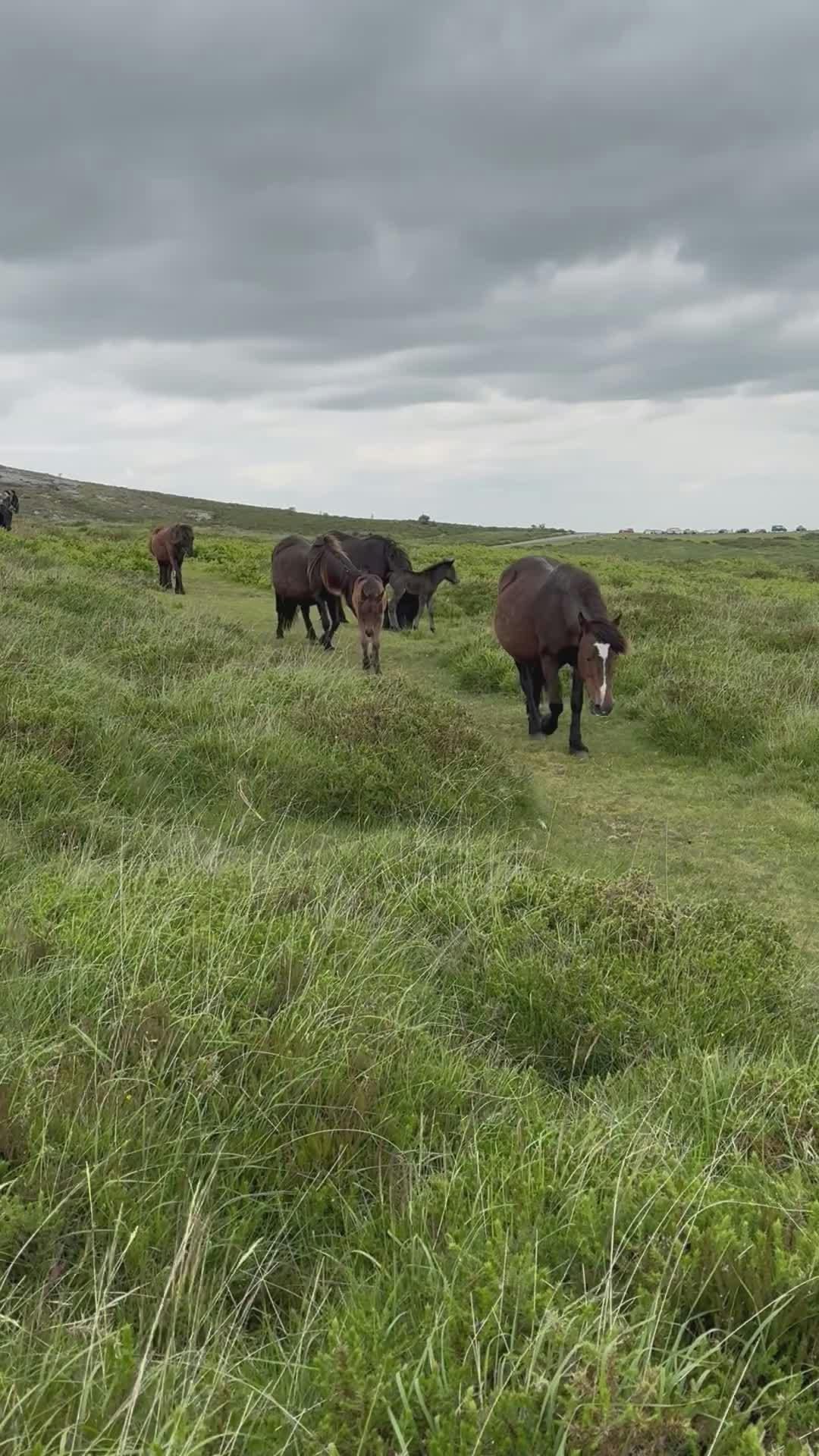 Grazing Cows in Open Pasture Under Cloudy Sky Free Stock Video Footage ...