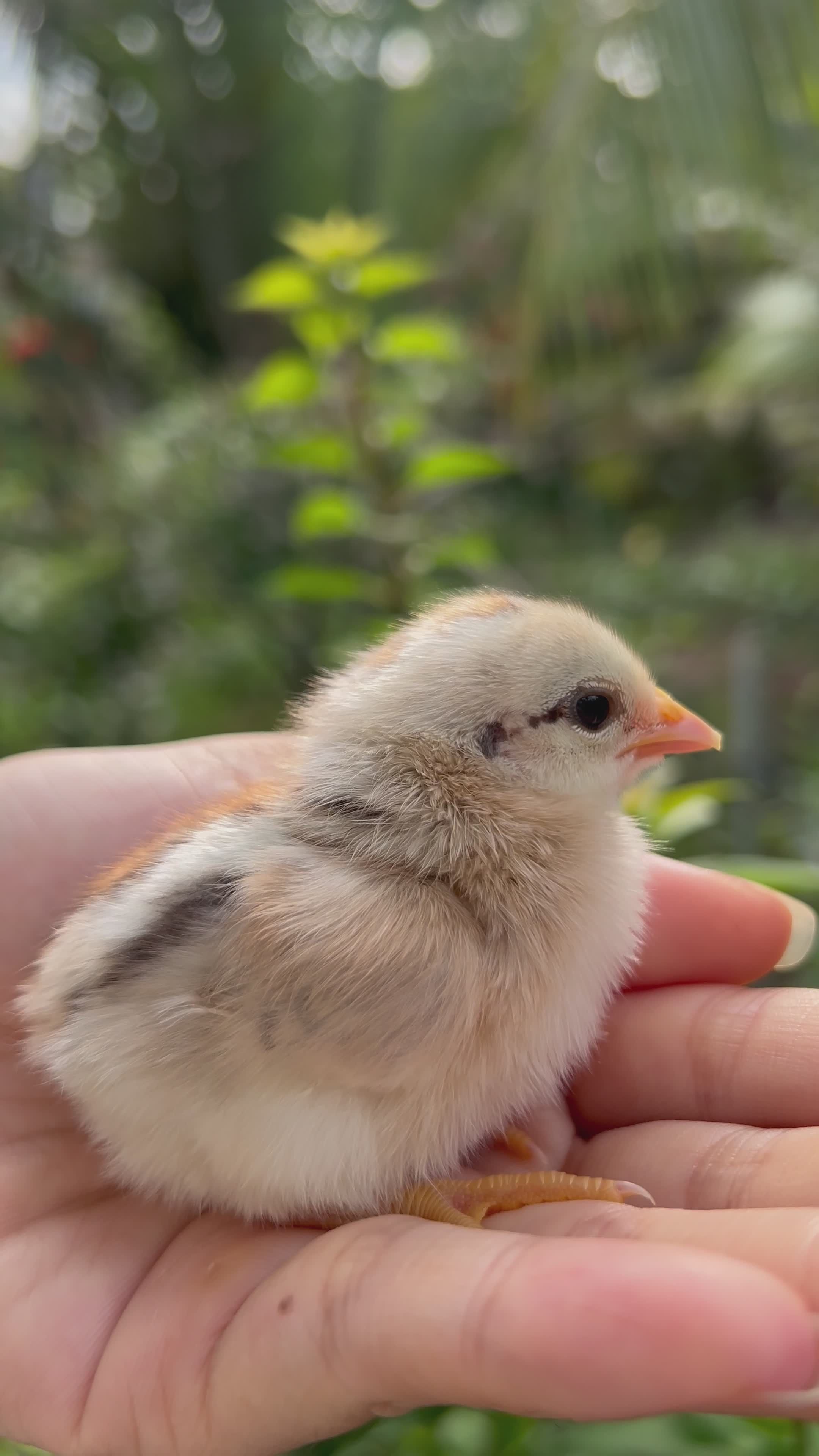 Close-Up Of A Young Chick Free Stock Video Footage, Royalty-Free 4K ...