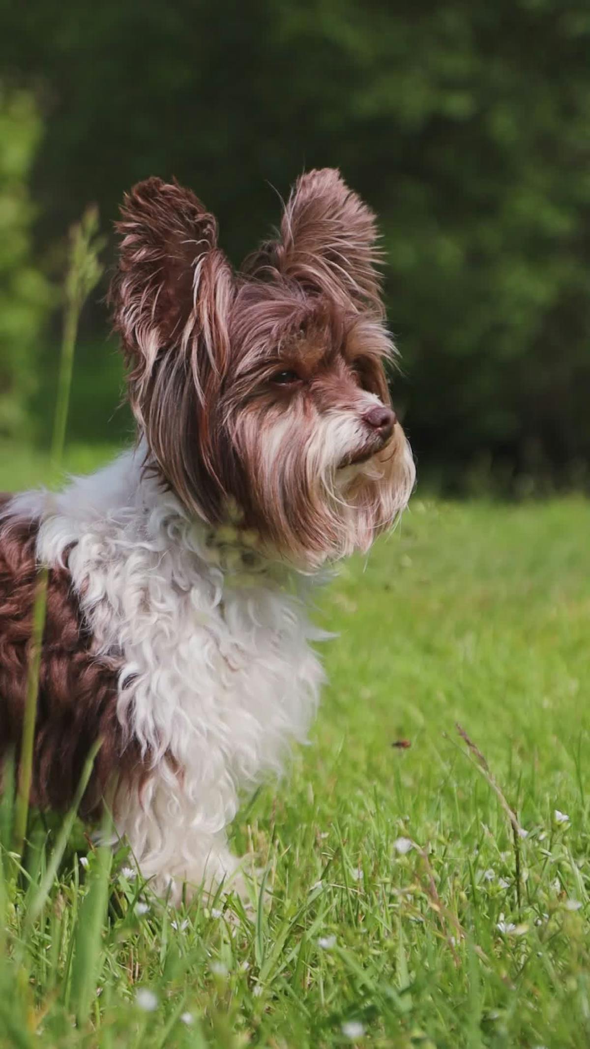 Mating Dog Videos, Download The BEST Free 4k Stock Video Footage ...