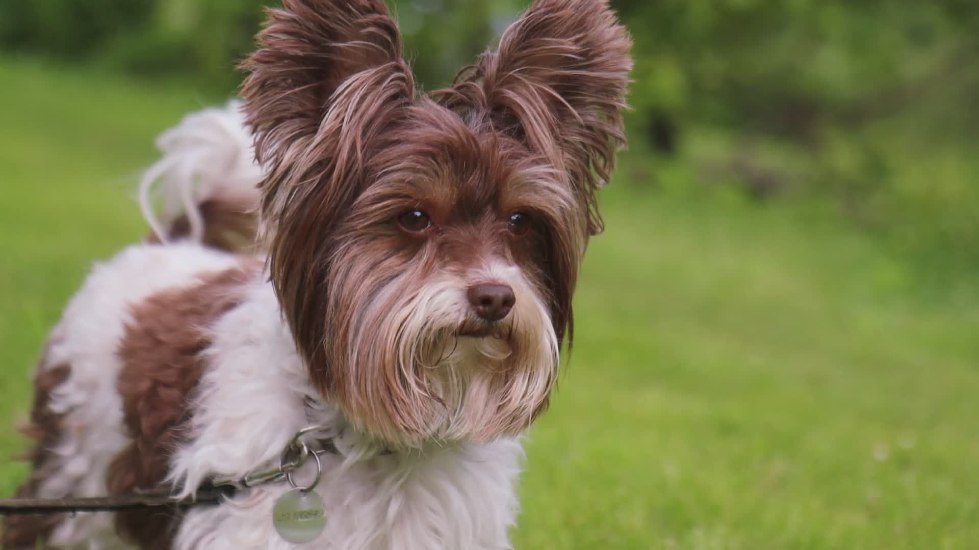 Charming Yorkshire Terrier in Lush Greenery Outdoors Free Stock Video ...