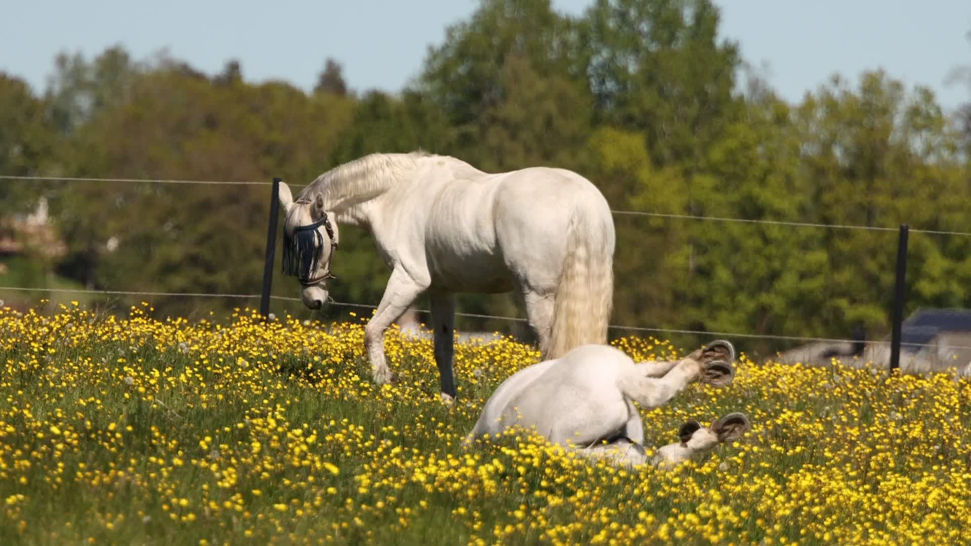 Horse Obsessed Videos, Download The BEST Free 4k Stock Video Footage ...