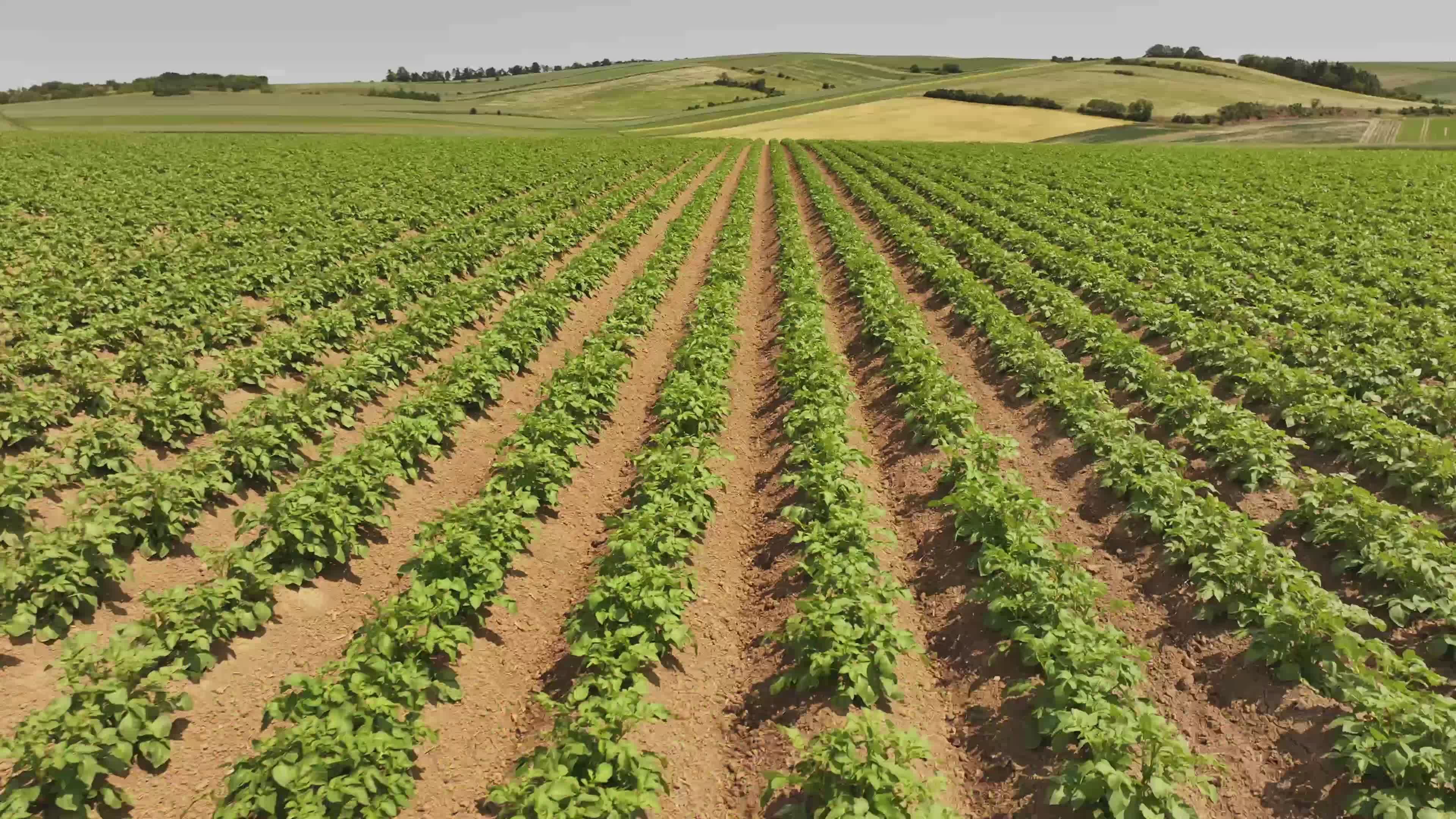 Potato Fields Videos, Download The BEST Free 4k Stock Video Footage ...