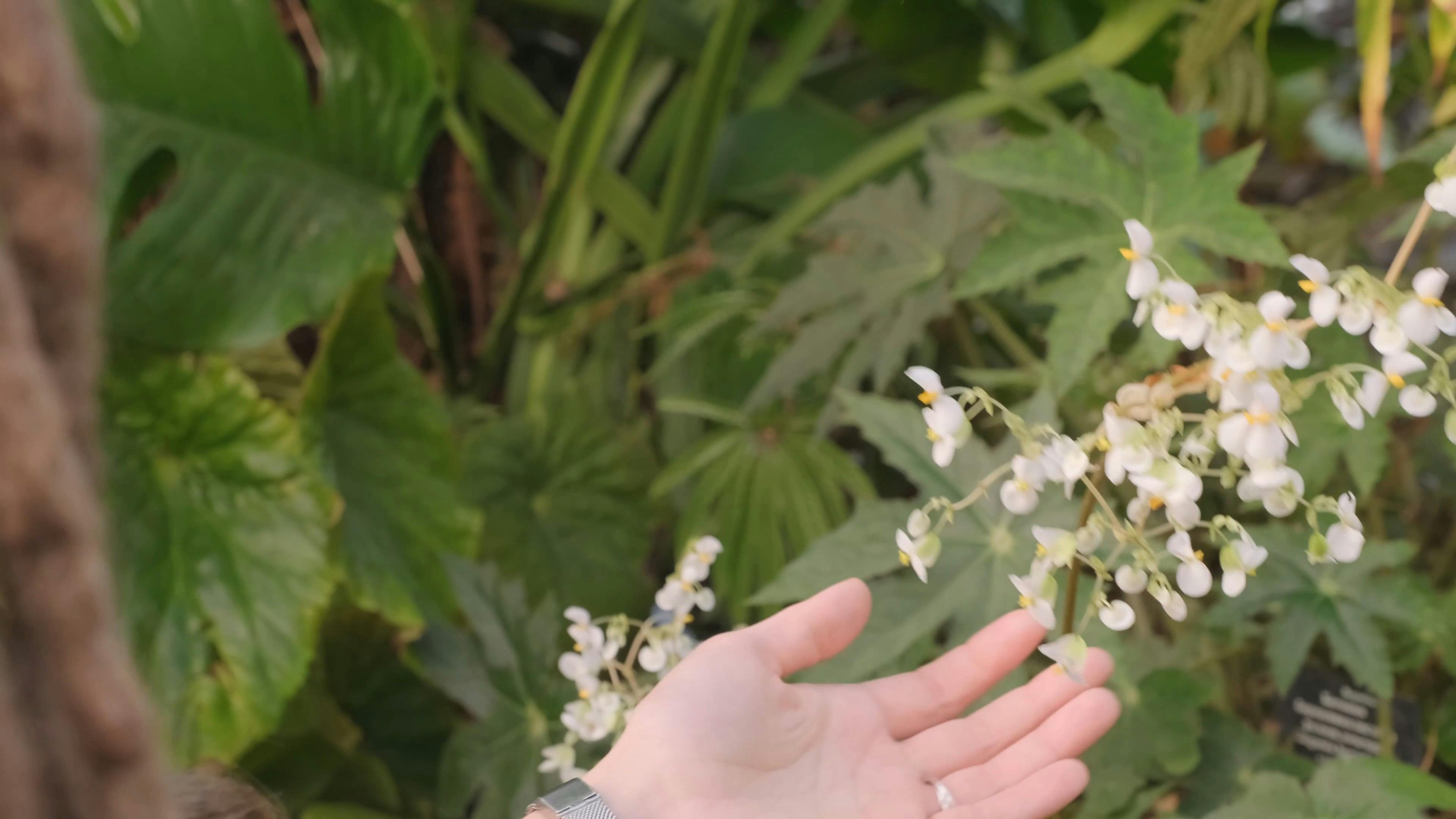 Flowers Nursery Videos, Download The BEST Free 4k Stock Video Footage ...