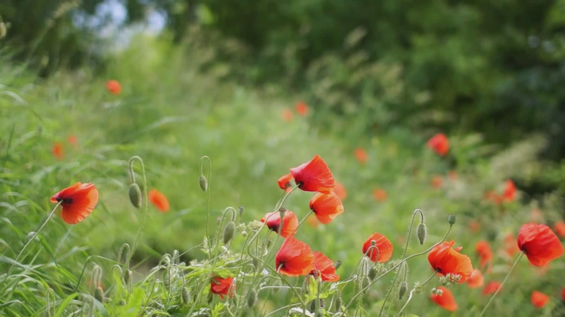 Primer Plano Horizontal Videos, Download The BEST Free 4k Stock Video Footage & Primer Plano ...