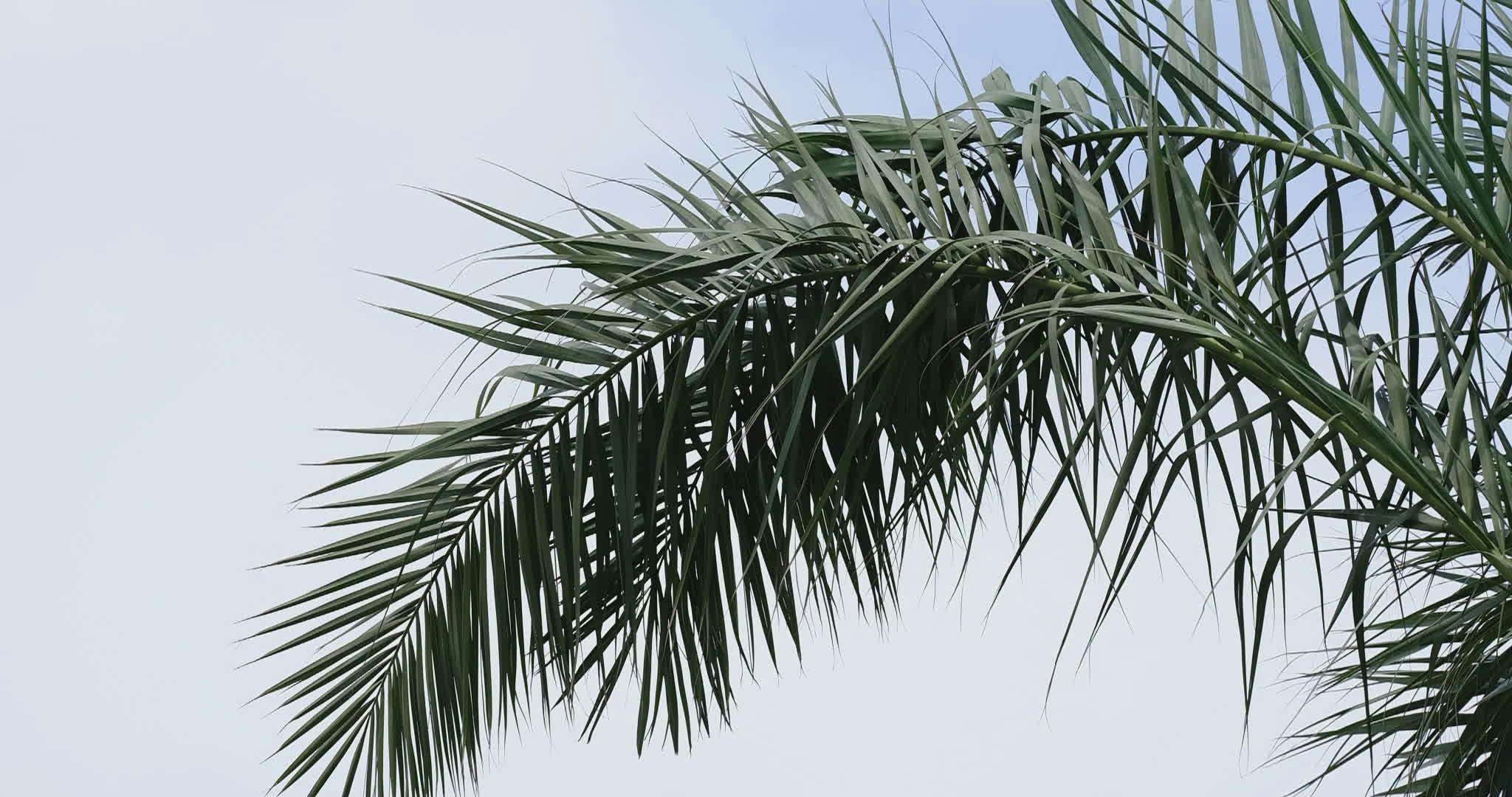 Serene Palm Frond Against Clear Sky Free Stock Video Footage, Royalty ...