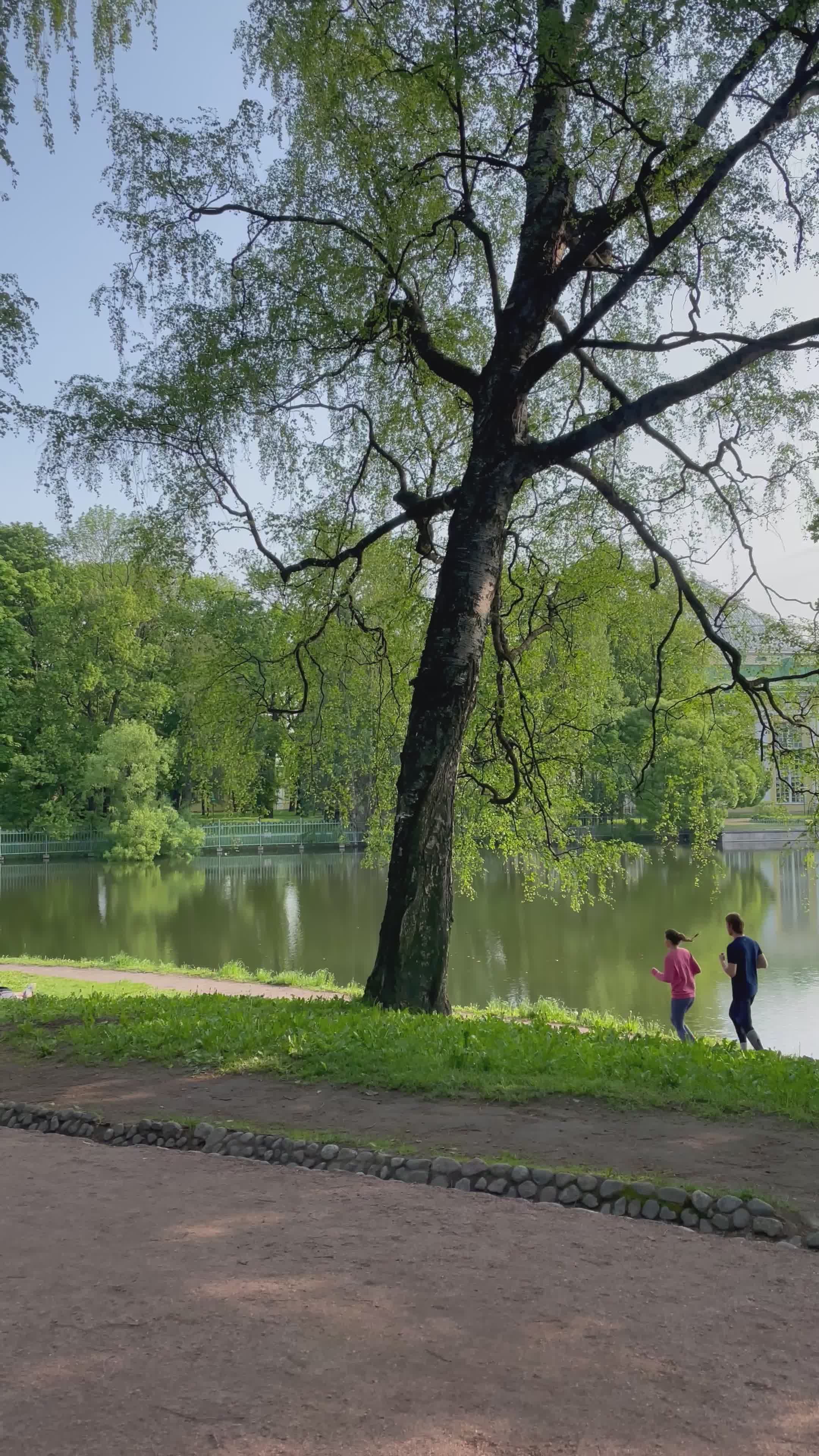 Tree People Videos, Download The BEST Free 4k Stock Video Footage ...