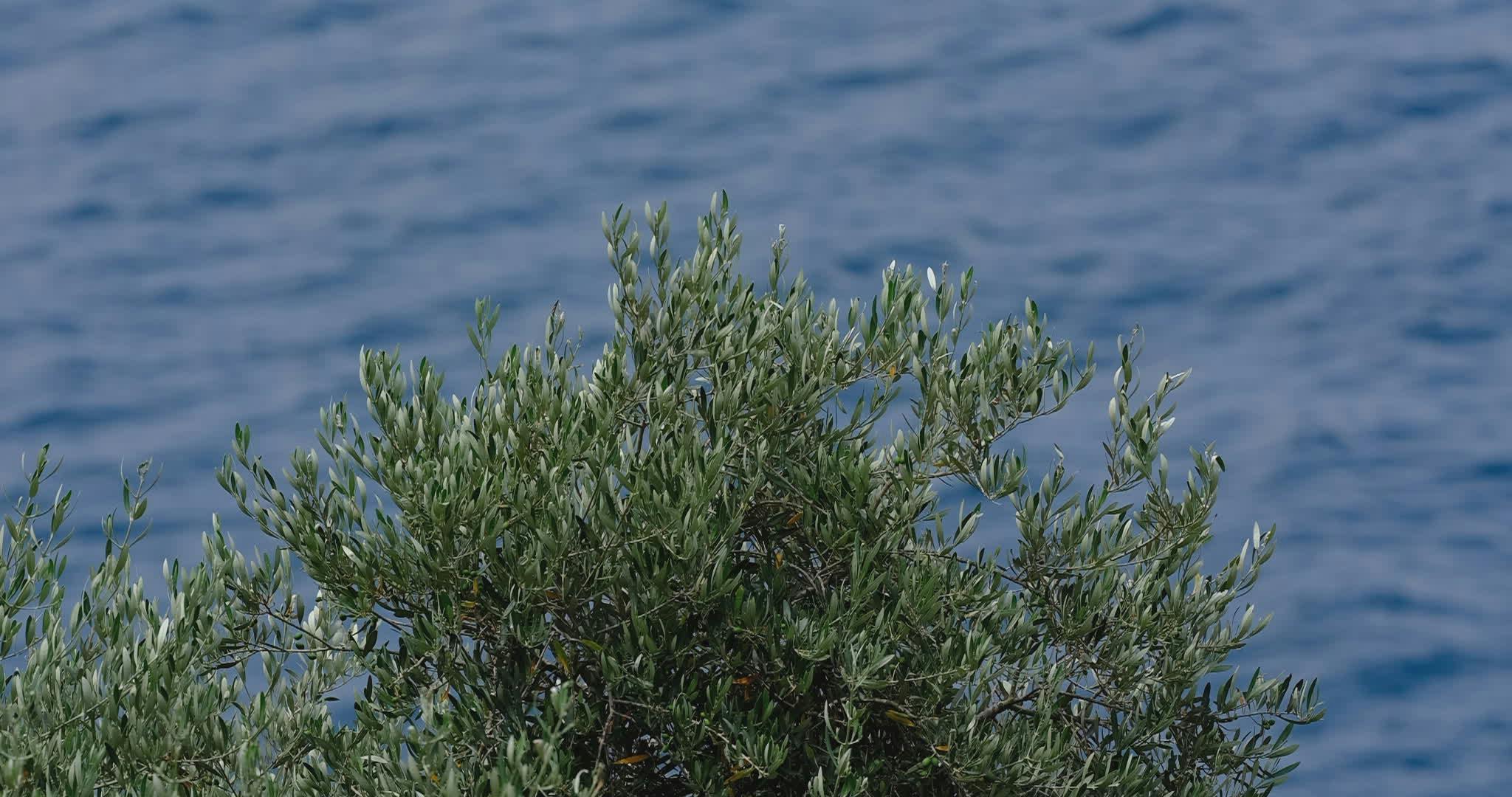 Lush Olive Tree Overlooking the Sea Free Stock Video Footage, Royalty ...