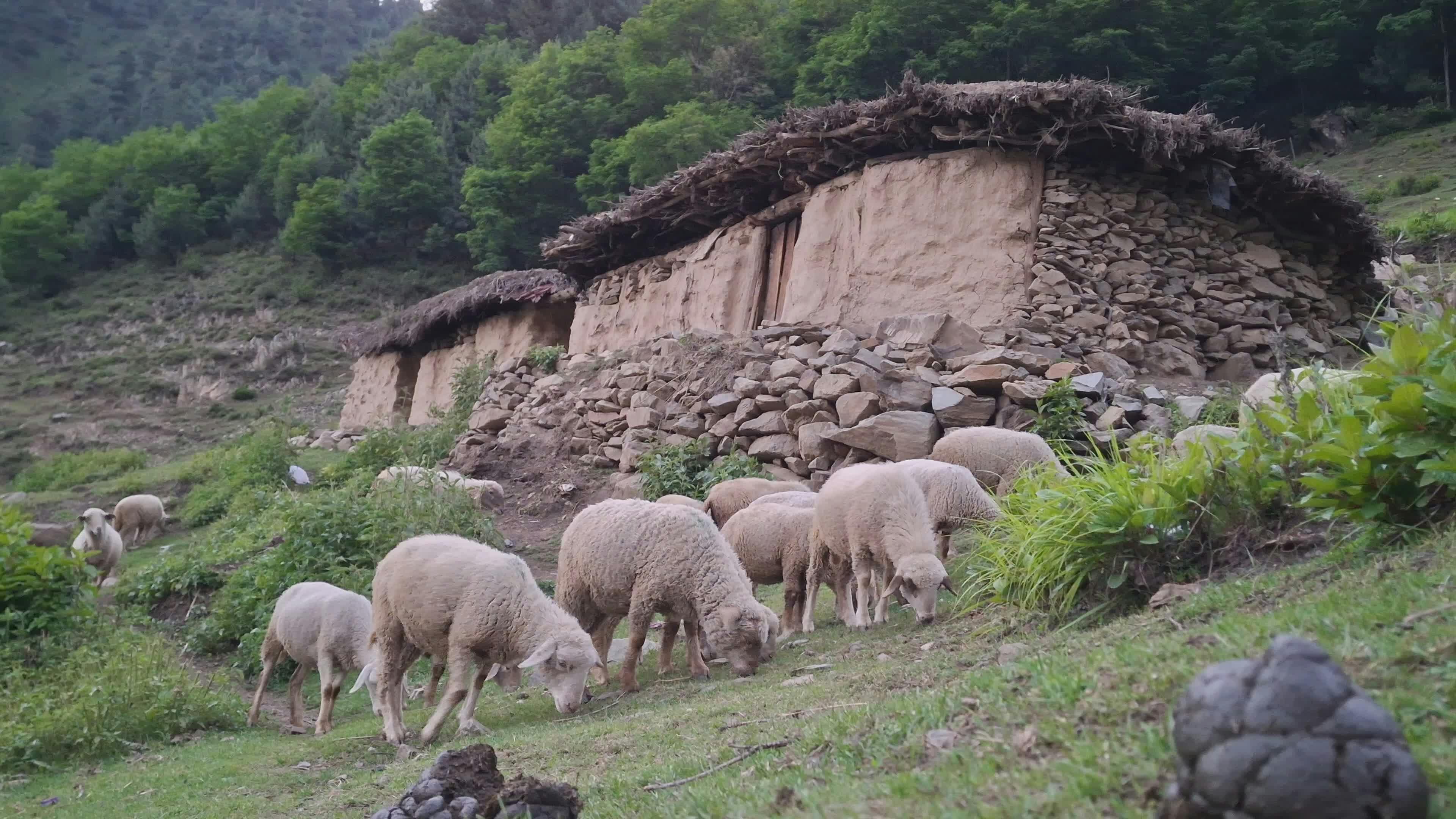 Sheep Grazing by Rustic Mountain Hut Free Stock Video Footage, Royalty ...