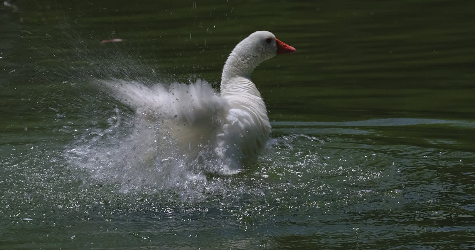 Beautiful+Perky+Breasts Videos, Download The BEST Free 4k Stock Video ...