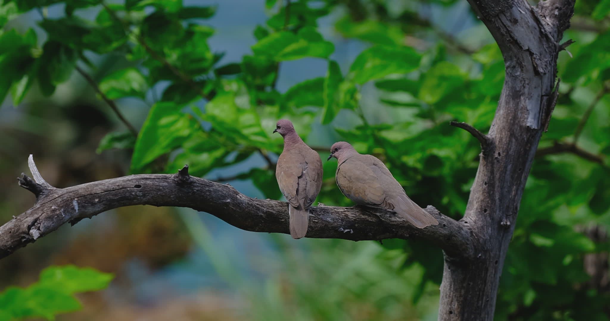Peaceful Doves Perched on Tree Branch in Nature Free Stock Video ...