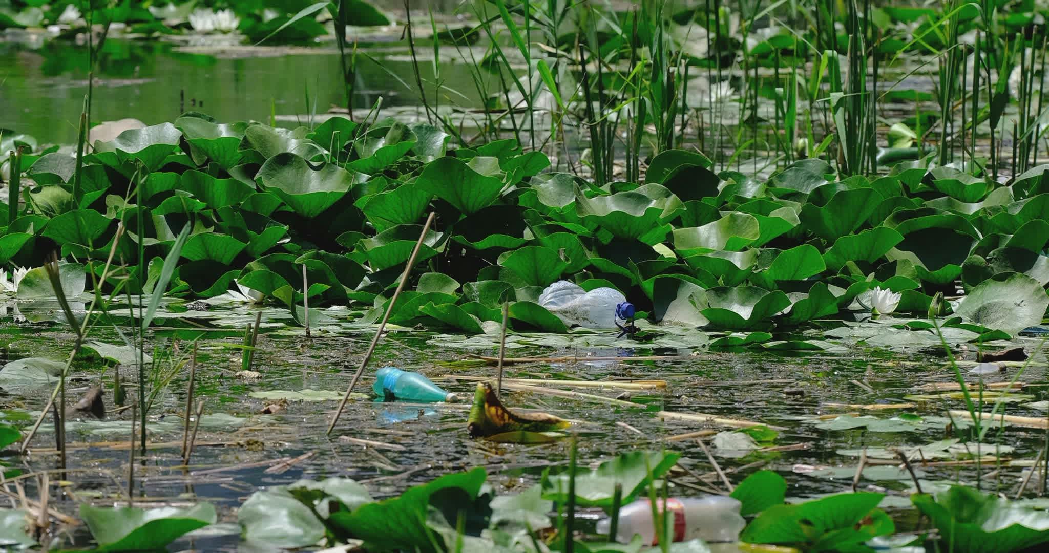 Plastic Pollution in a Natural Pond Ecosystem Free Stock Video Footage ...