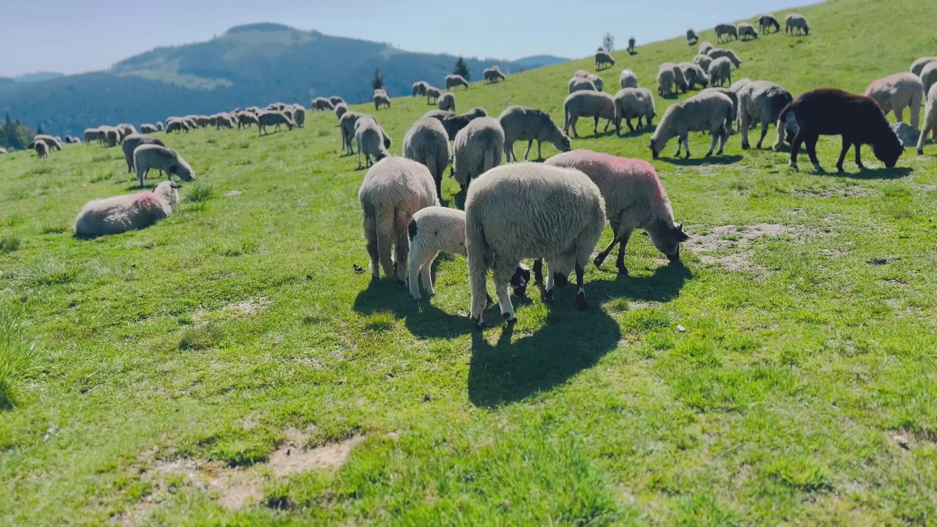 Seramik Lamb Videos, Download The BEST Free 4k Stock Video Footage ...