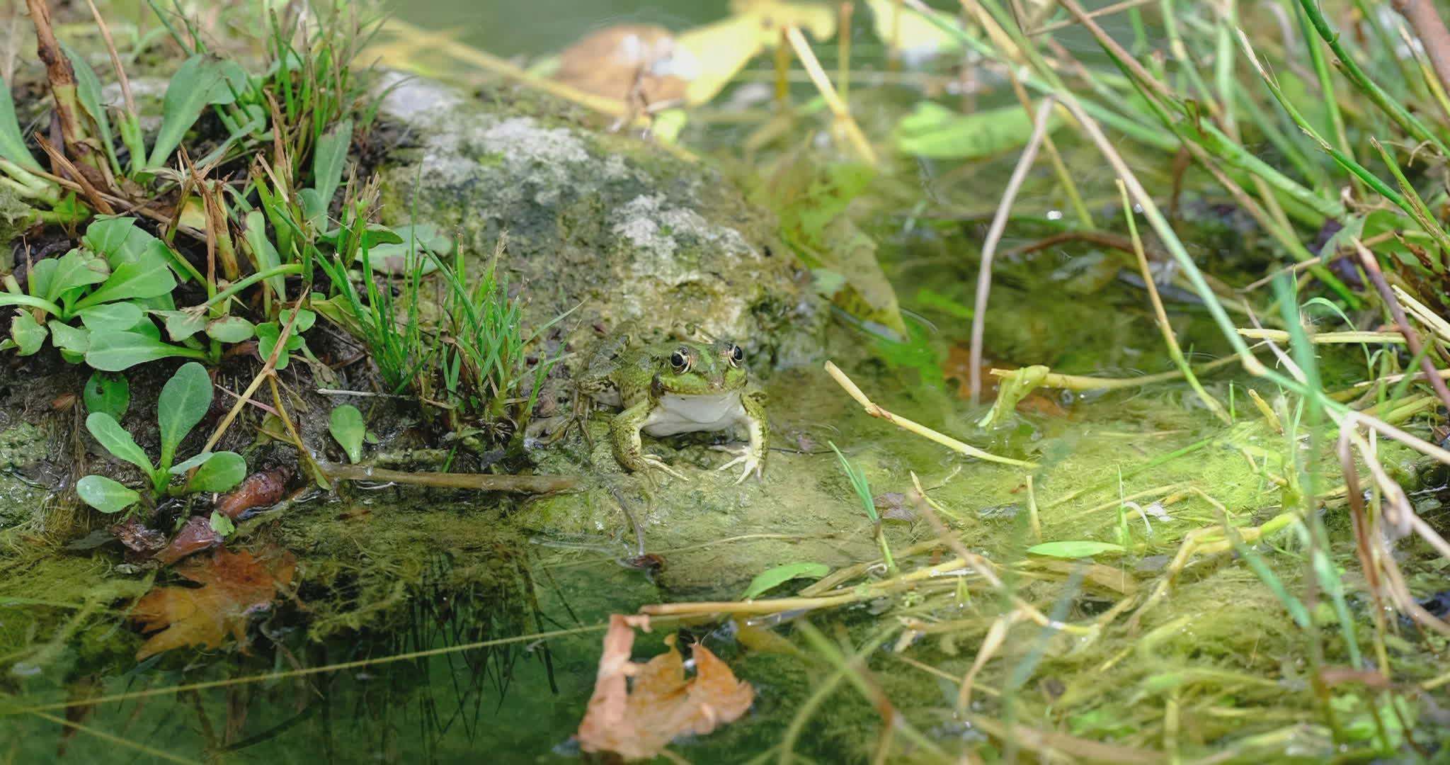 Morgpie+Video+Full Videos, Download The BEST Free 4k Stock Video ...