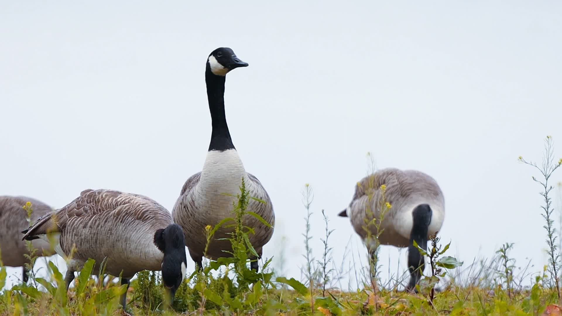 Birds In Field Videos, Download The BEST Free 4k Stock Video Footage ...