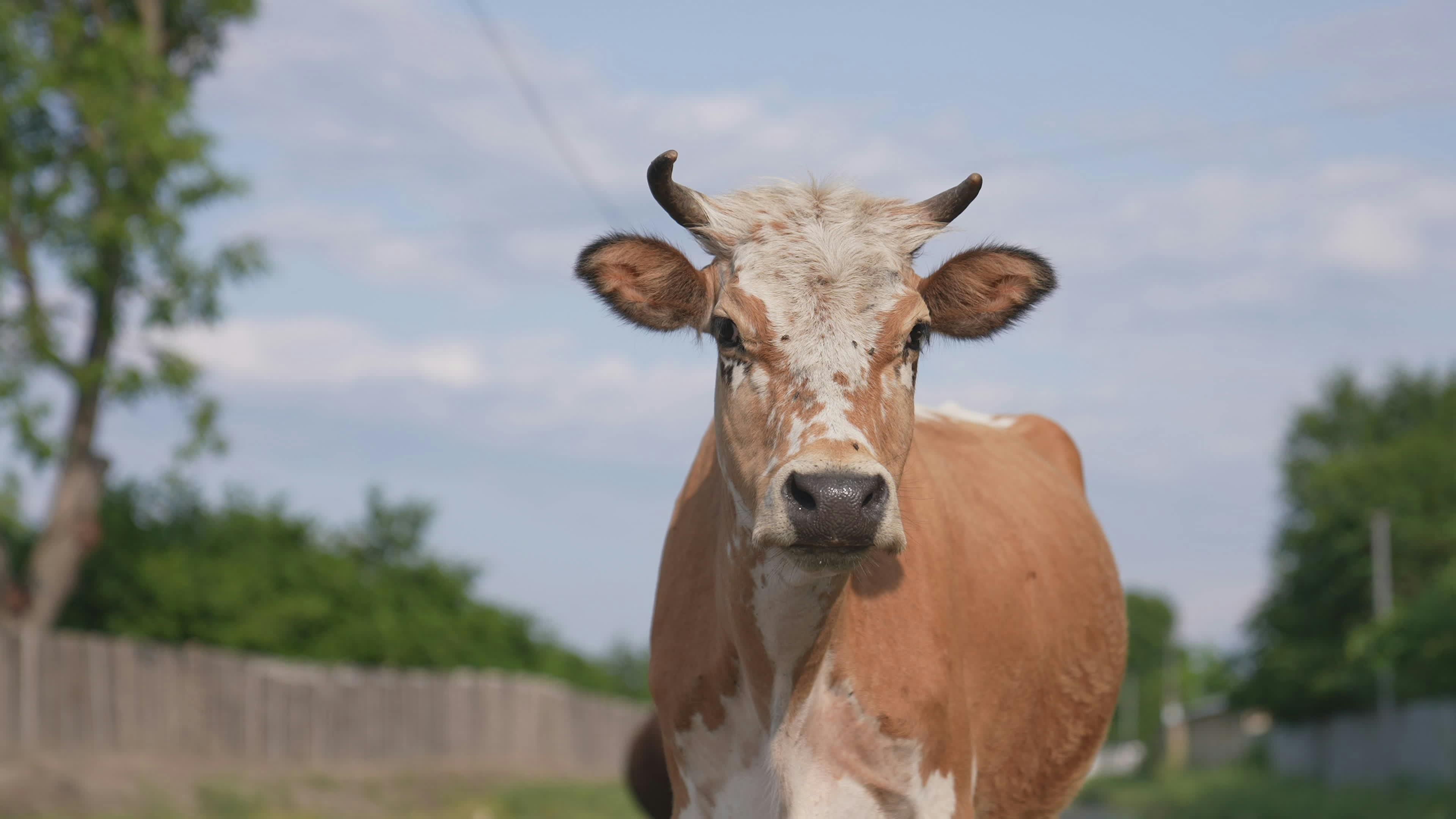 Cow 50931e Videos, Download The BEST Free 4k Stock Video Footage & Cow ...