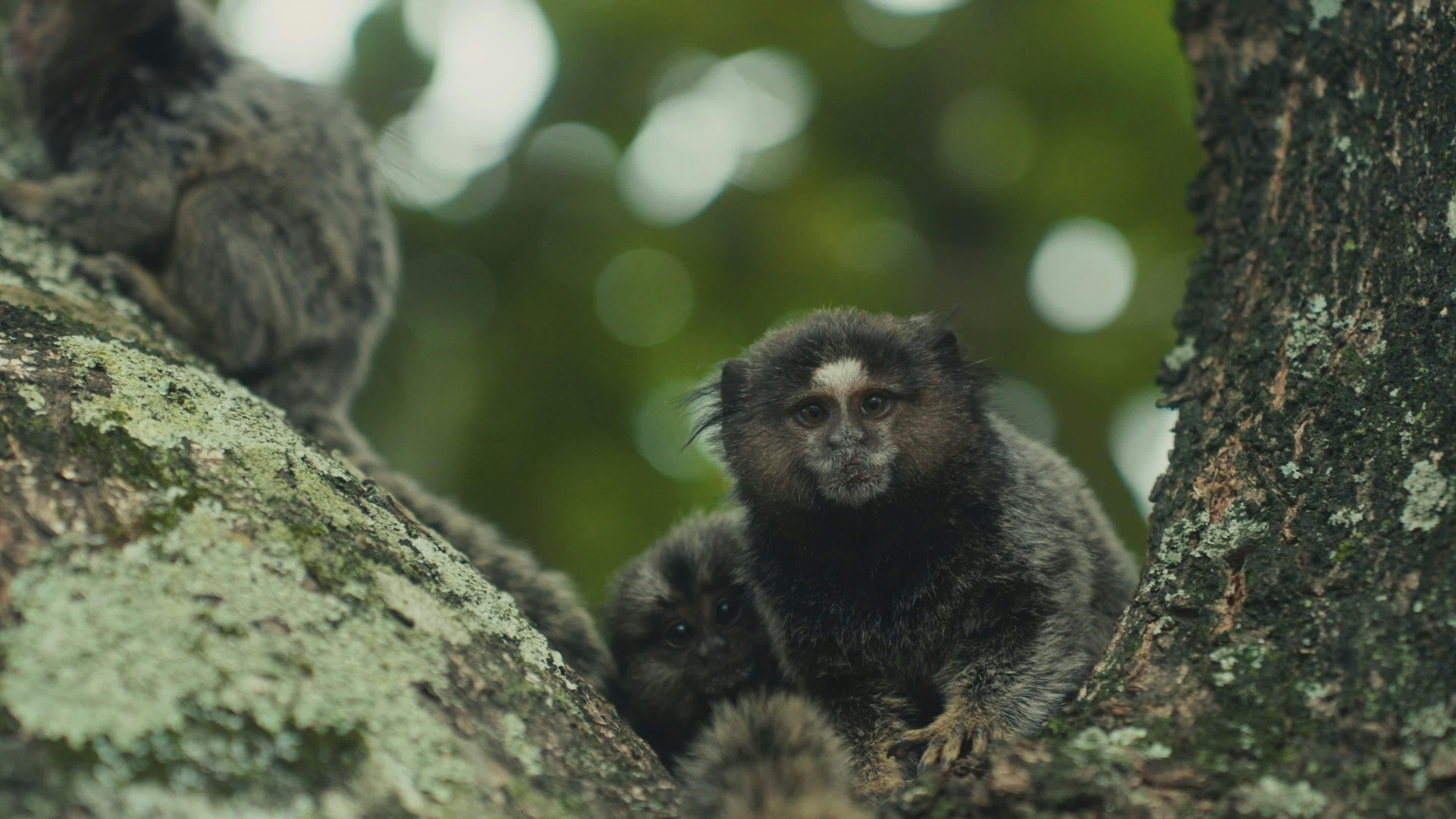 Laughing Monkey Videos, Download The BEST Free 4k Stock Video Footage ...