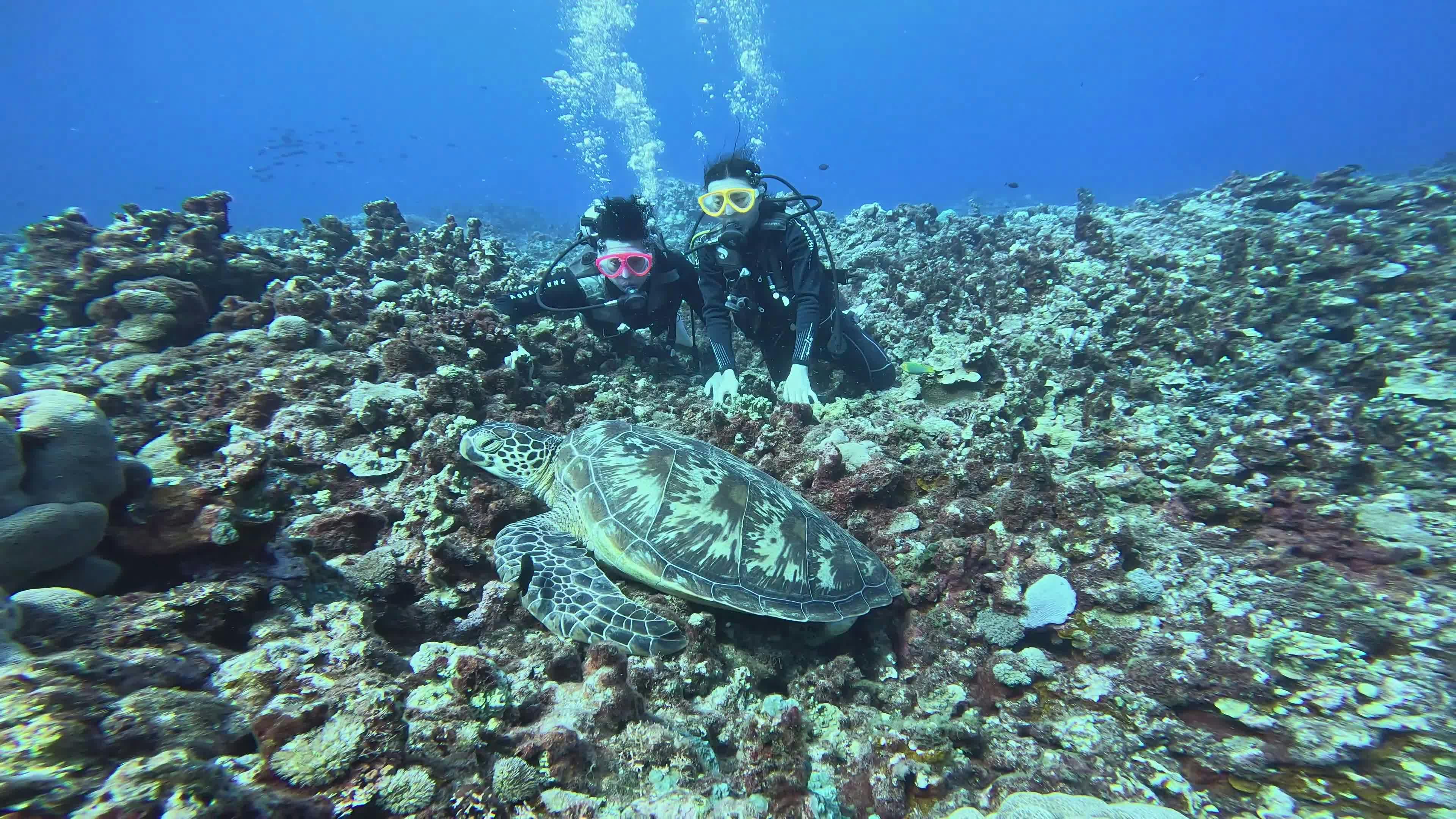 Scuba Divers Encounter Sea Turtle Underwater Free Stock Video Footage ...