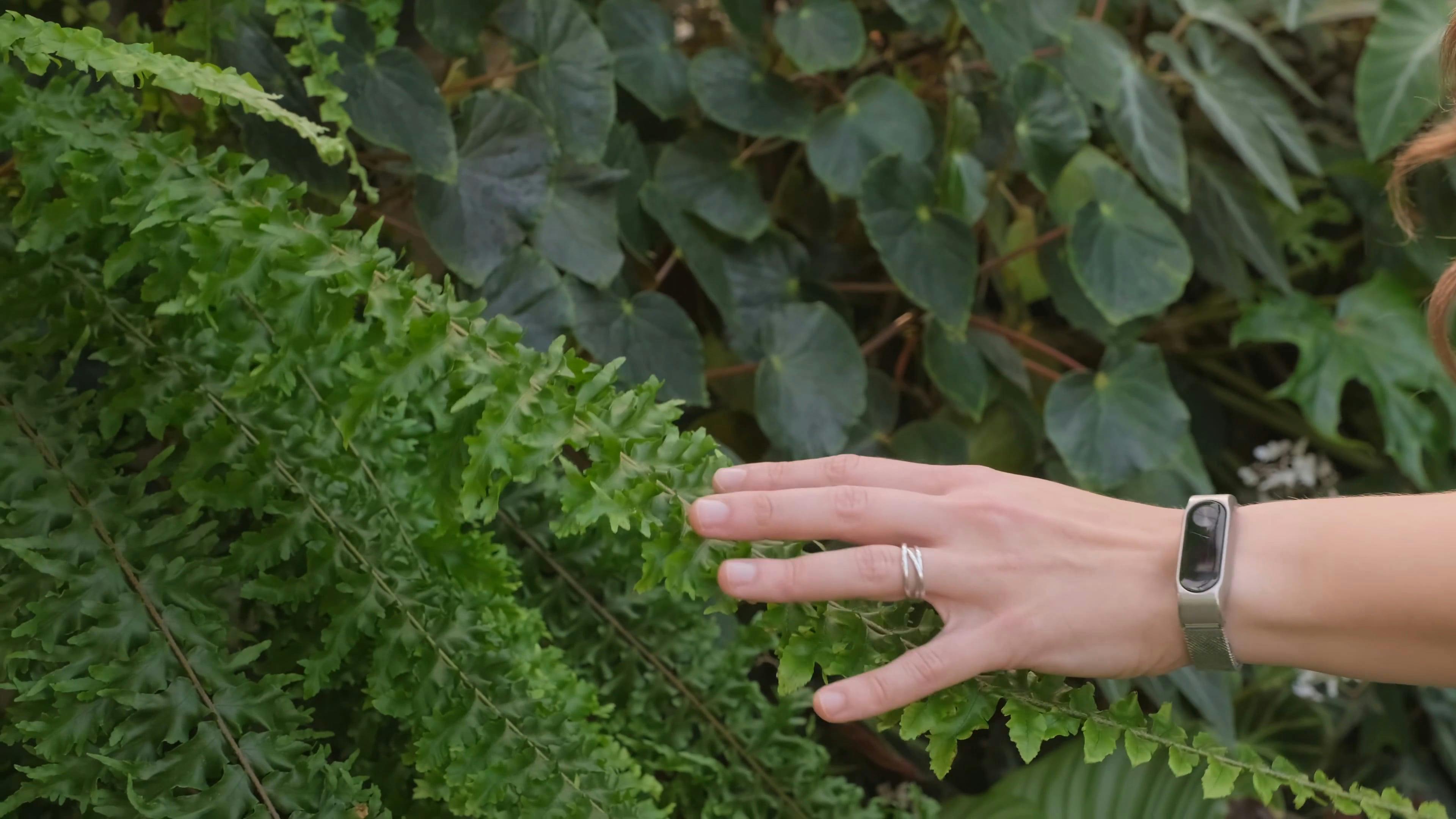 A Man Video Recording The Plants In A Greenhouse Using A Smartphone ...