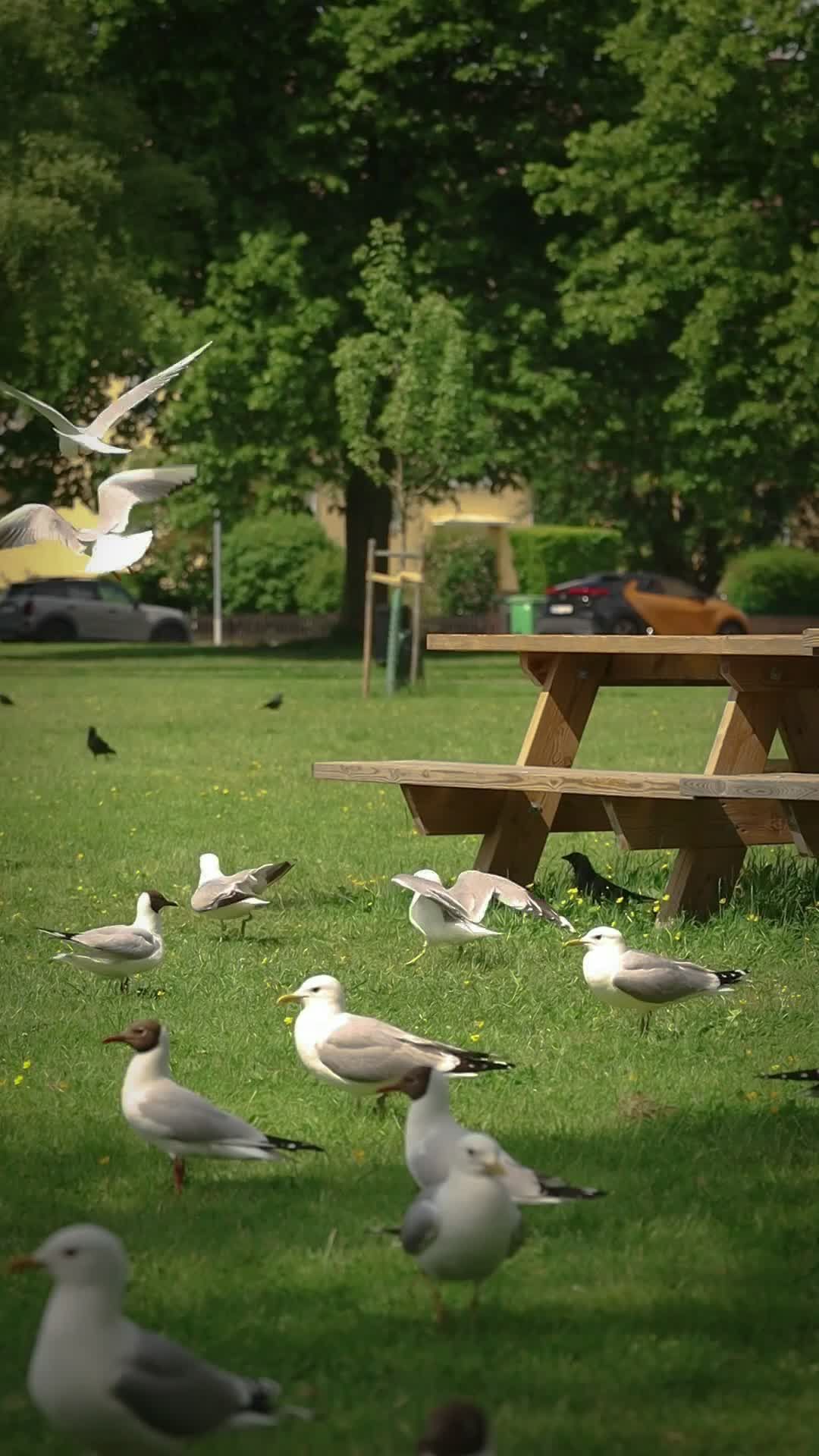Serene Park Scene with Seagulls and Picnic Table Free Stock Video ...