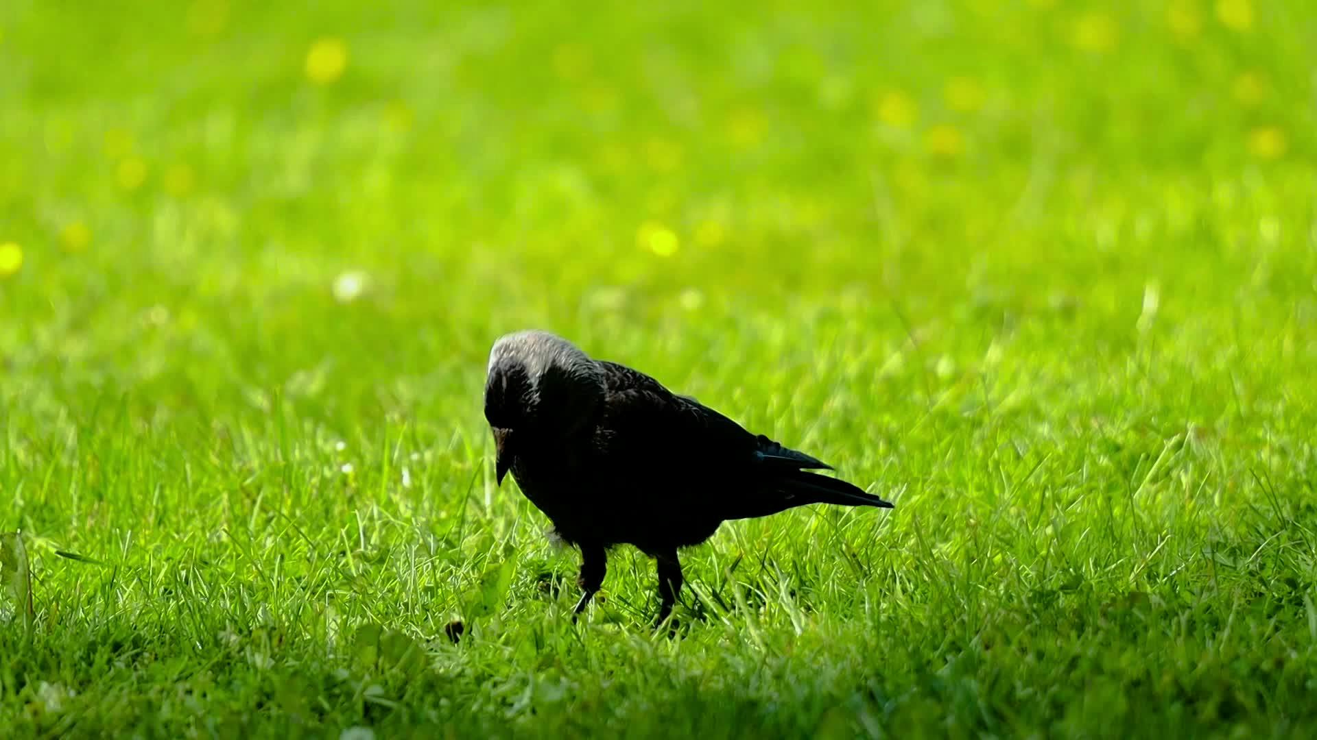 Raven Foraging in Sunny Green Meadow Free Stock Video Footage, Royalty ...
