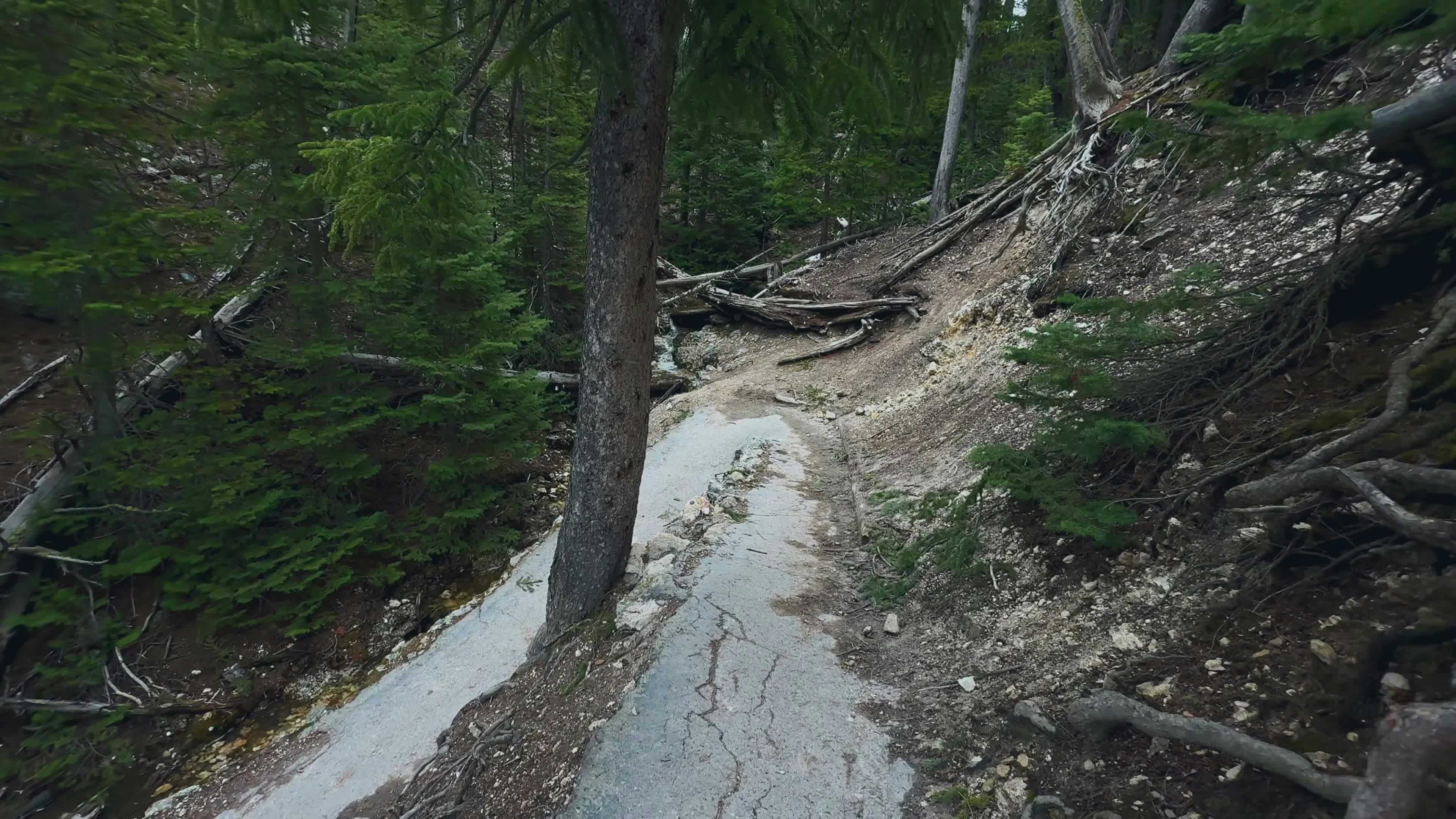 Sendero Forestal Escénico Con Altos árboles Verdes · Vídeo de stock ...